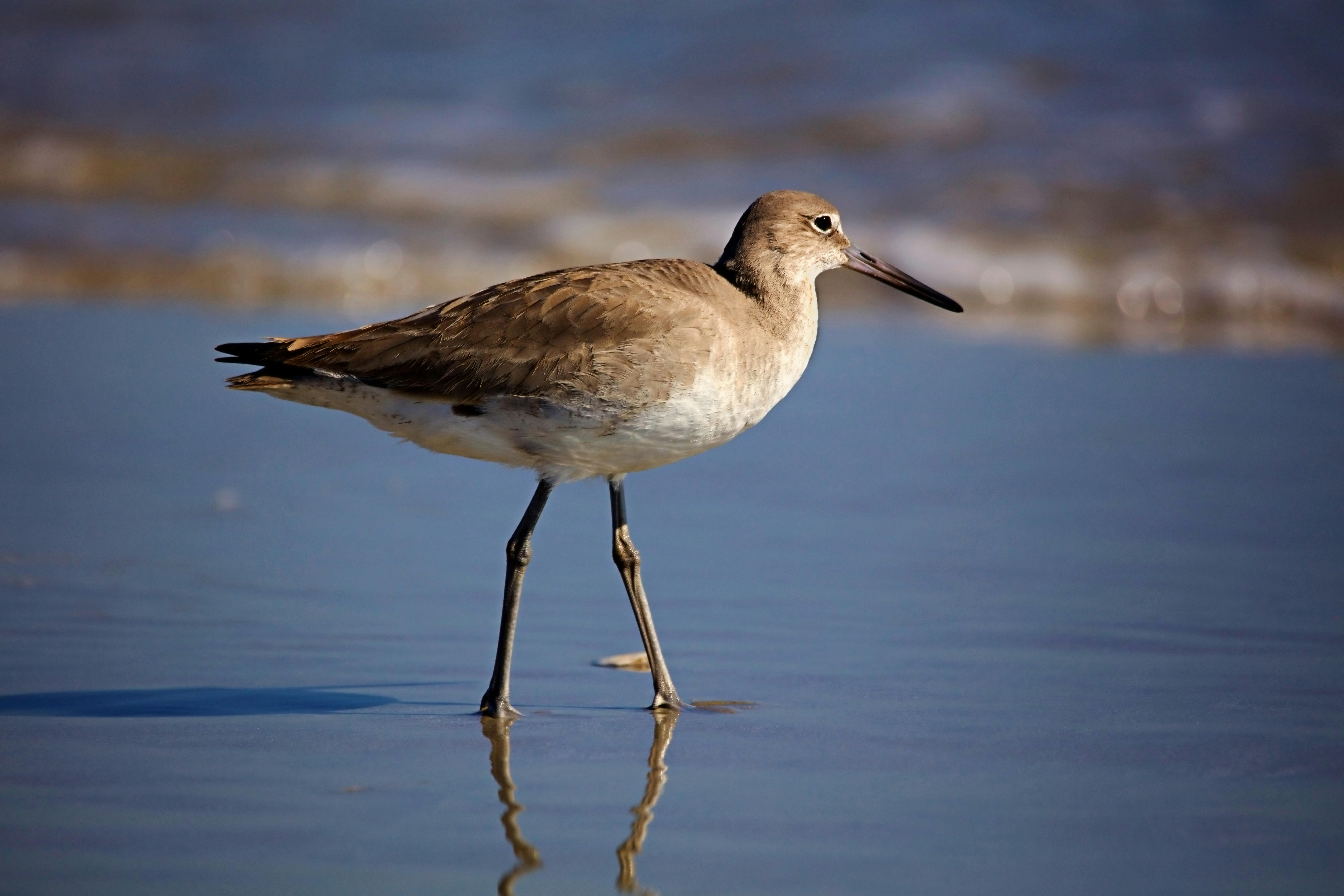 Close-Up Shot of a Willet Bird on the Sea Shore · Free Stock Photo