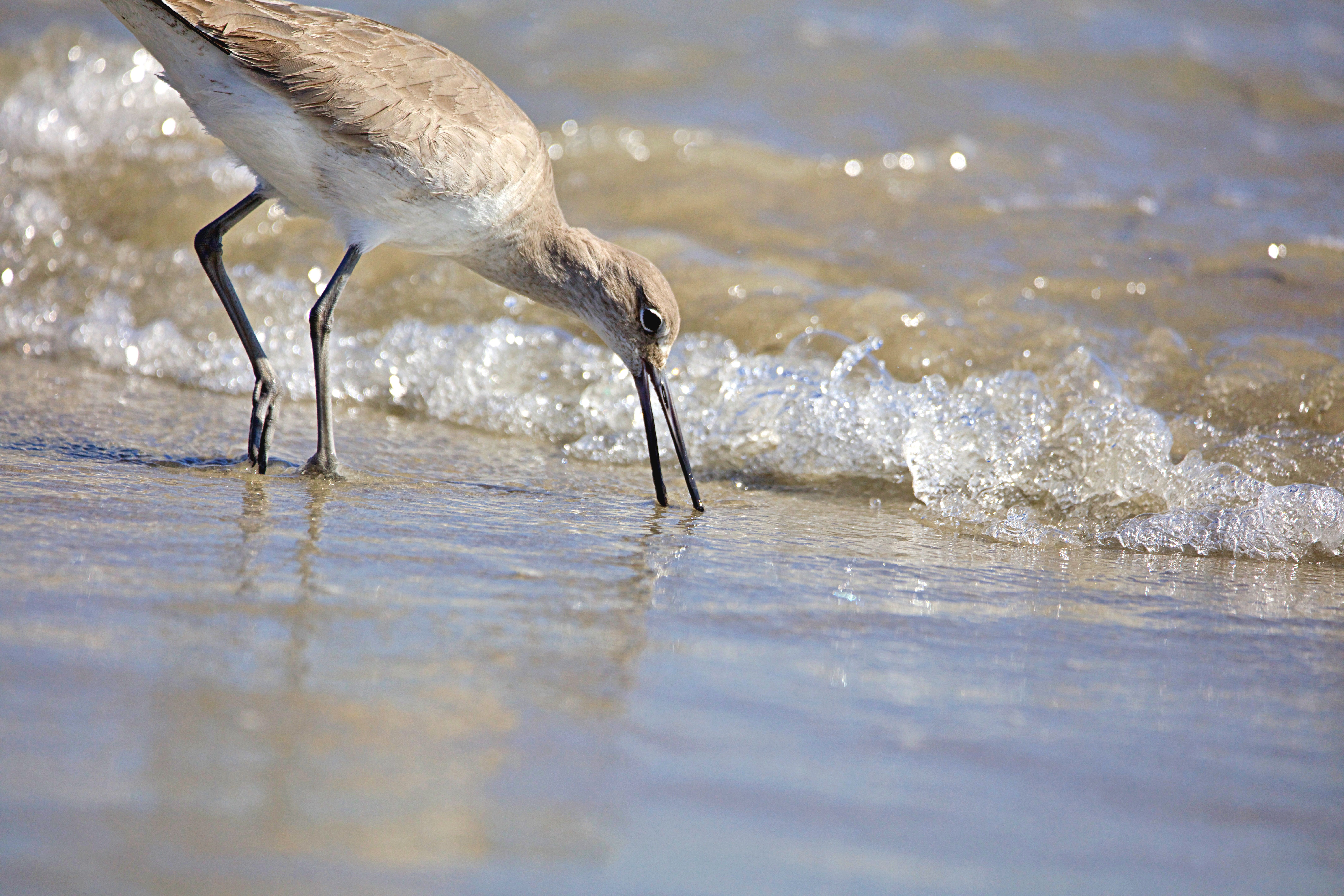 Close-Up Photo of a Willet · Free Stock Photo