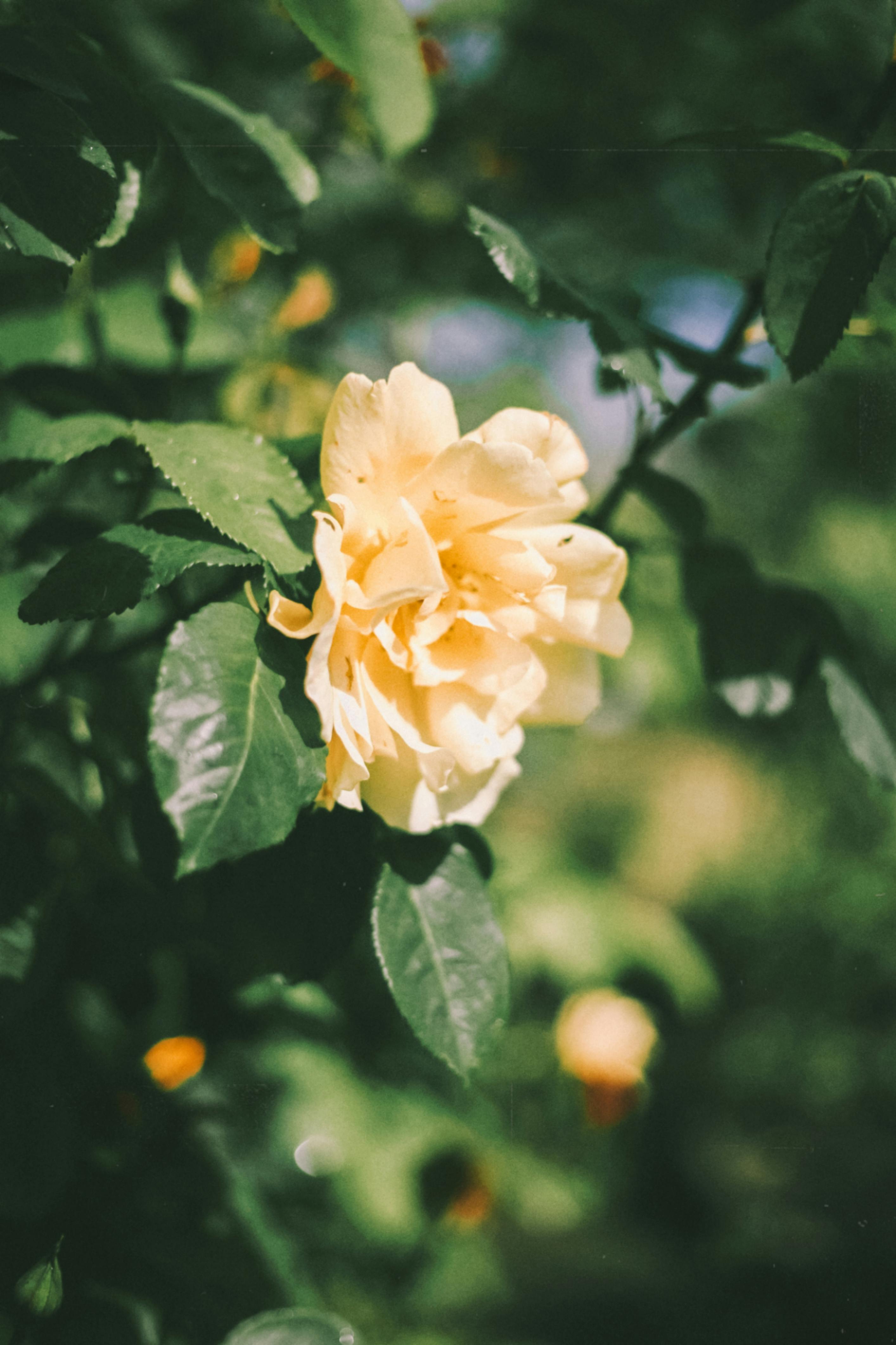 Buff Beauty Flower in Bloom · Free Stock Photo