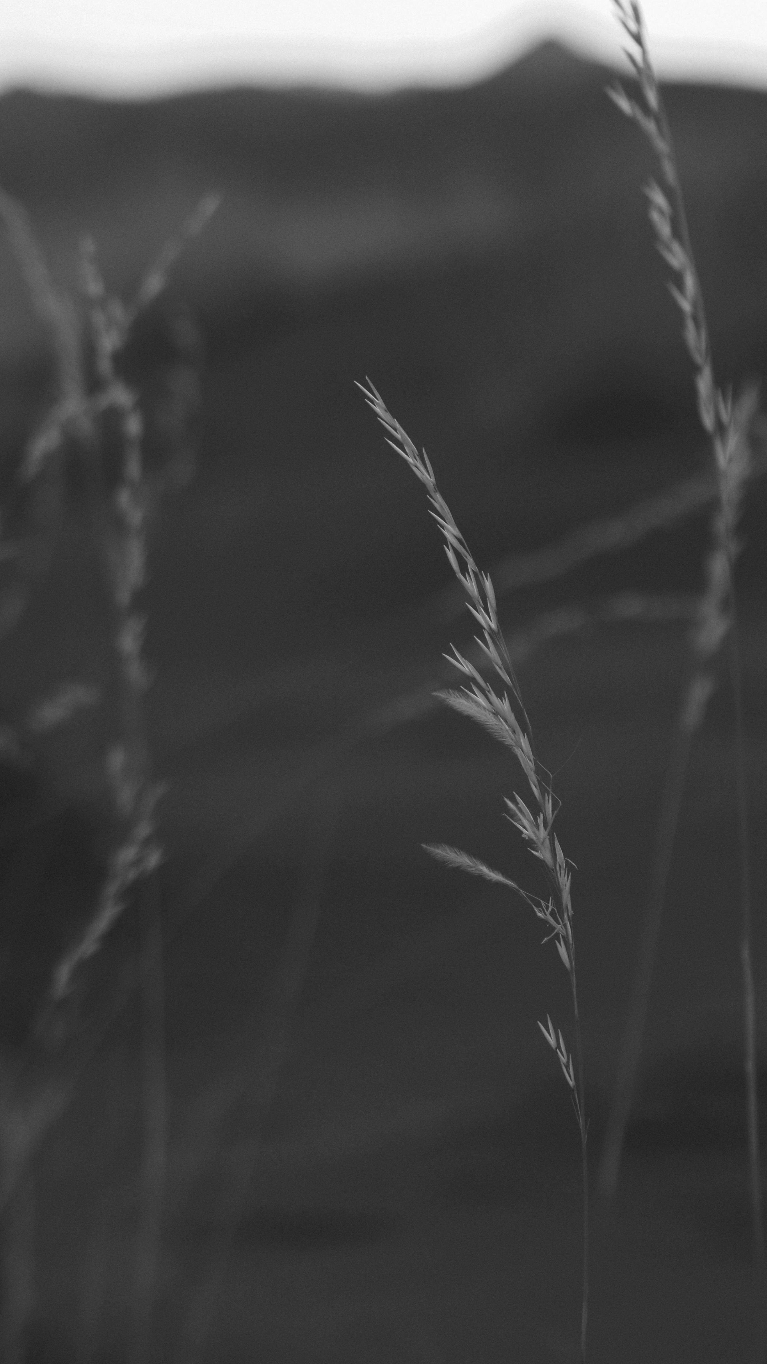 Grayscale Photography of Grass Flowers · Free Stock Photo