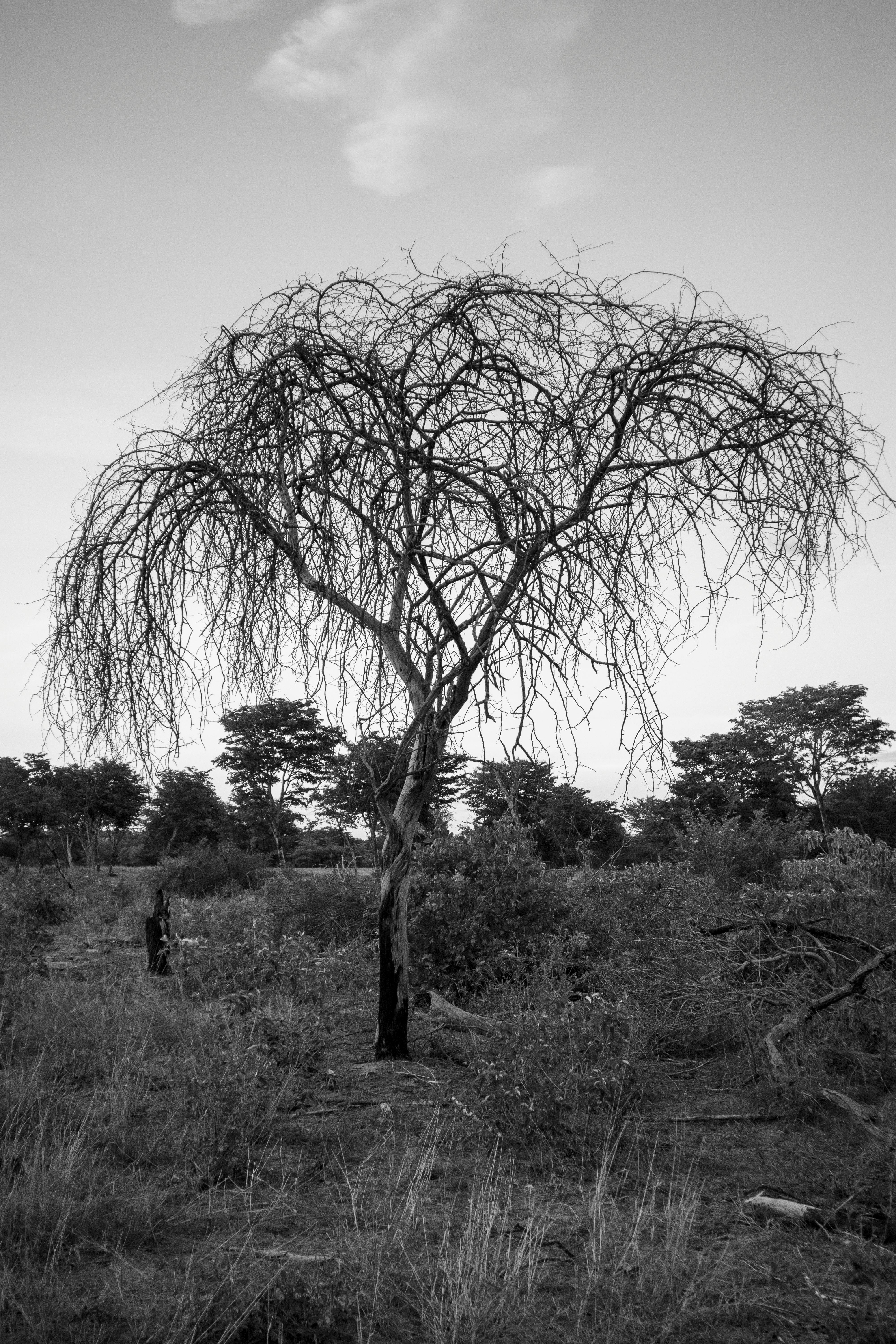 Tree without Leaves · Free Stock Photo