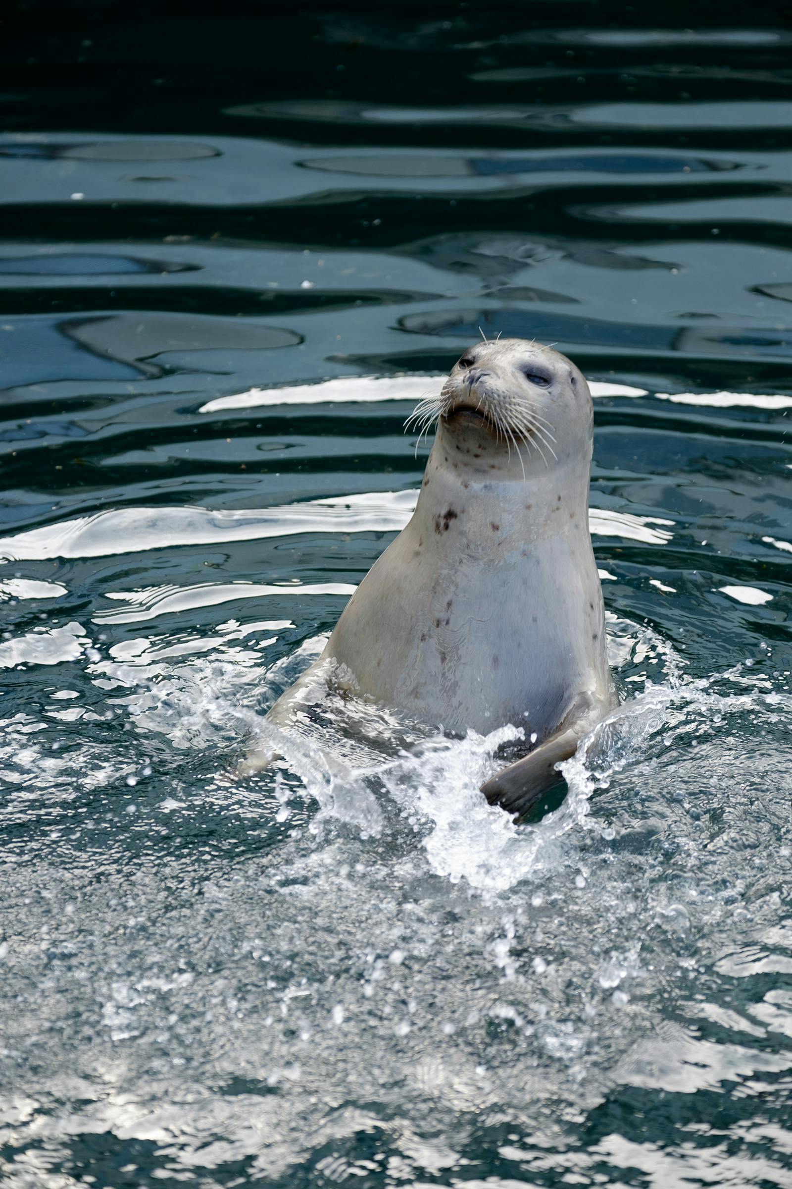 Cute Seal Photos, Download The BEST Free Cute Seal Stock Photos & HD Images