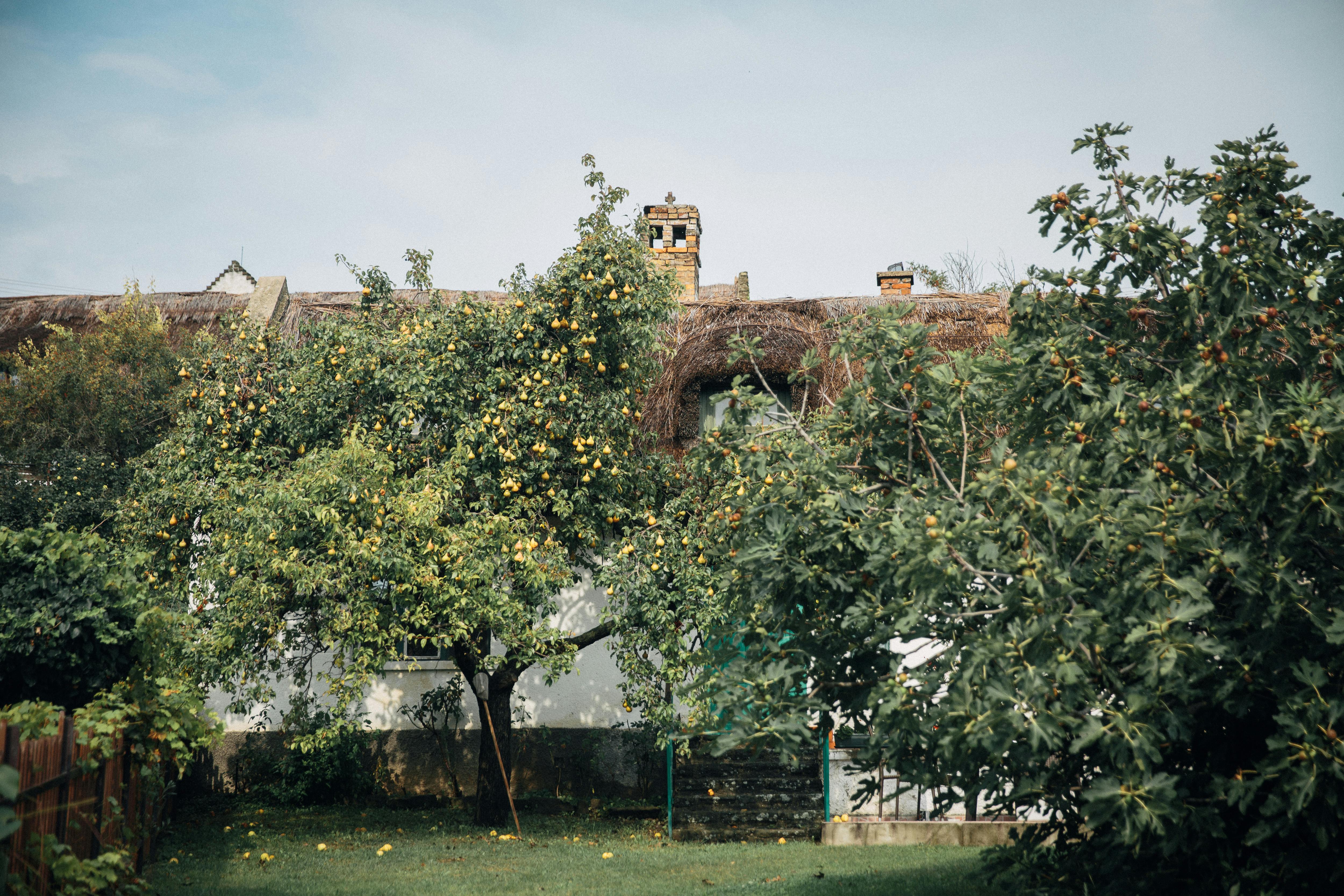 Orchard and Building behind · Free Stock Photo