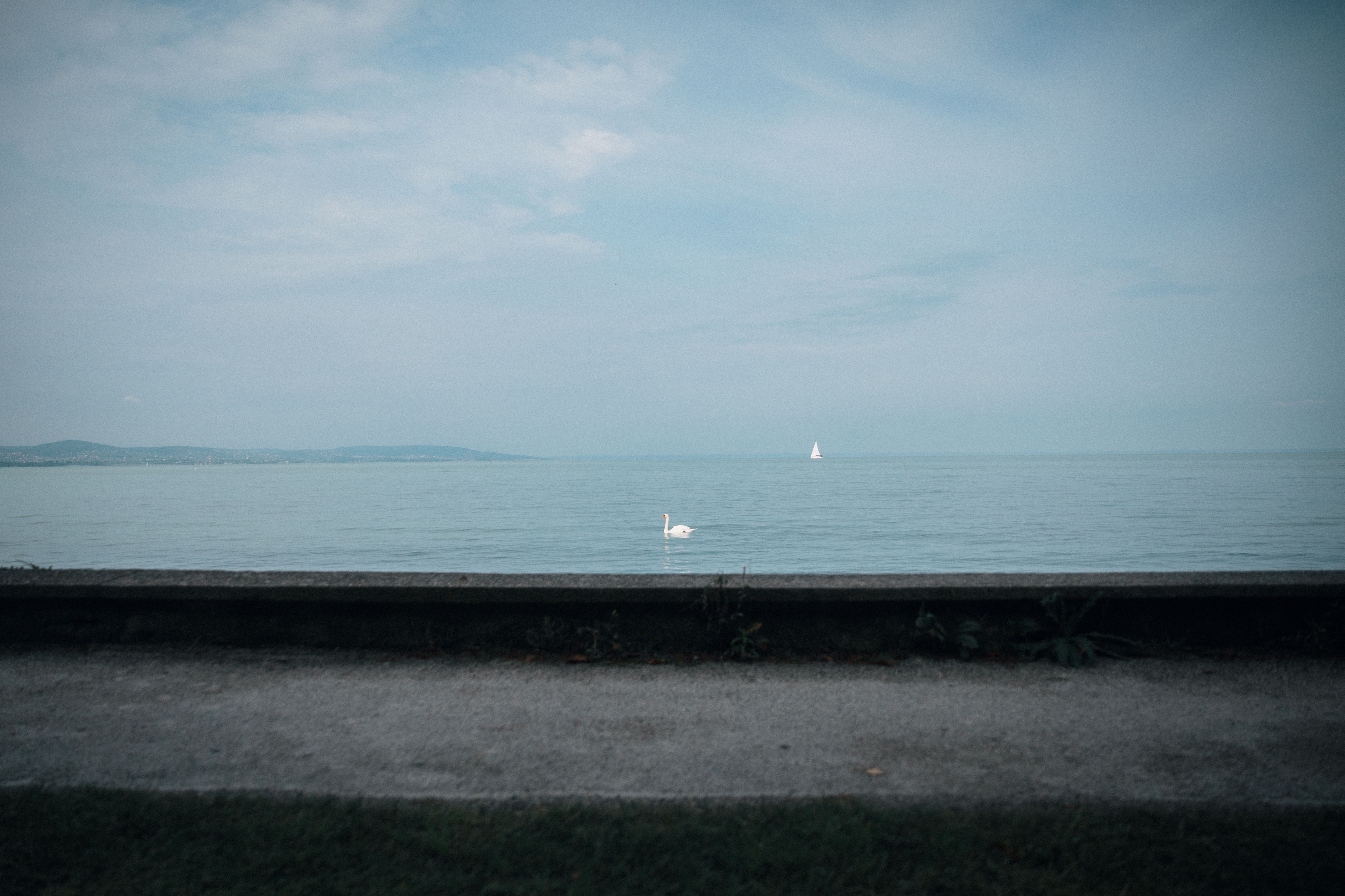 Swan Ariel View Photos, Download The BEST Free Swan Ariel View Stock ...