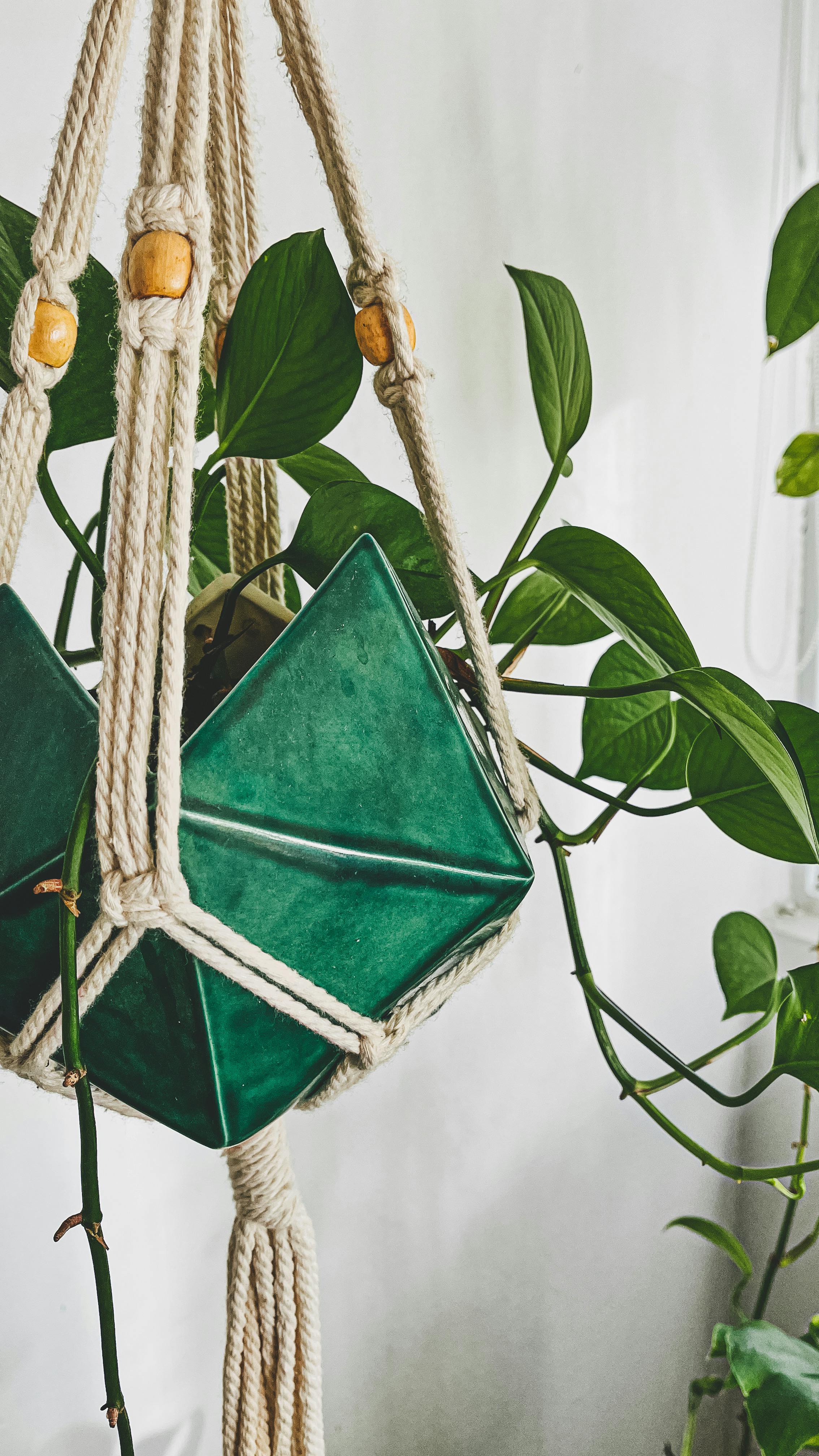 A Pot Photos, Download The BEST Free A Pot Stock Photos & HD Images