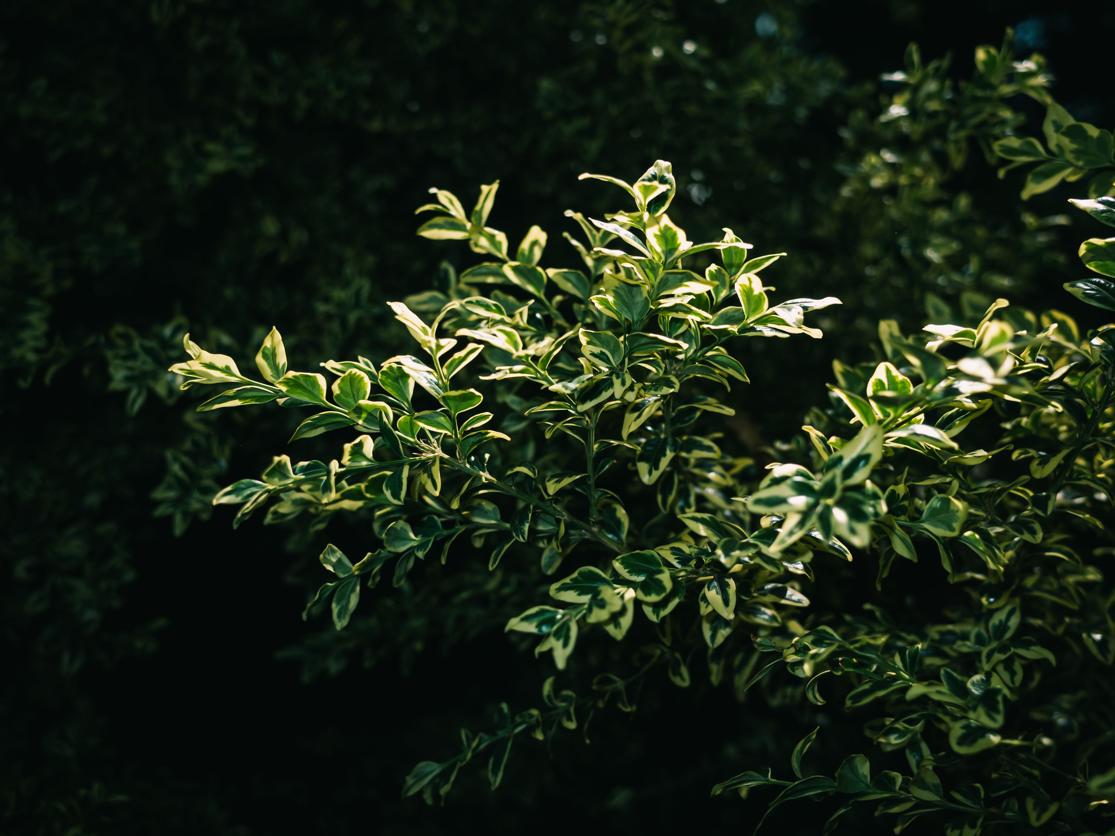 Green Vel Photos, Download The BEST Free Green Vel Stock Photos & HD Images