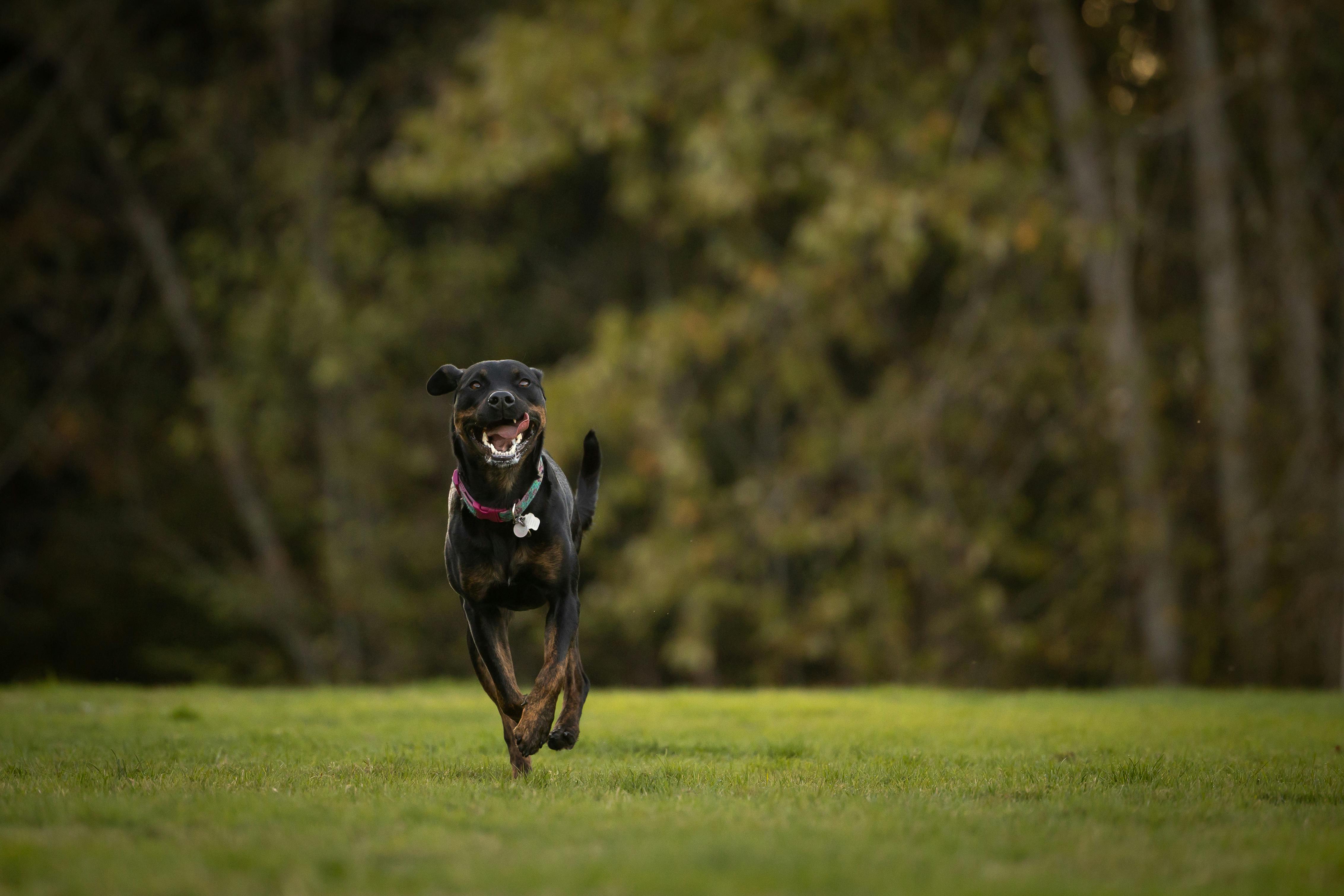 Dogs Running on the Field Under Blue Sky · Free Stock Photo