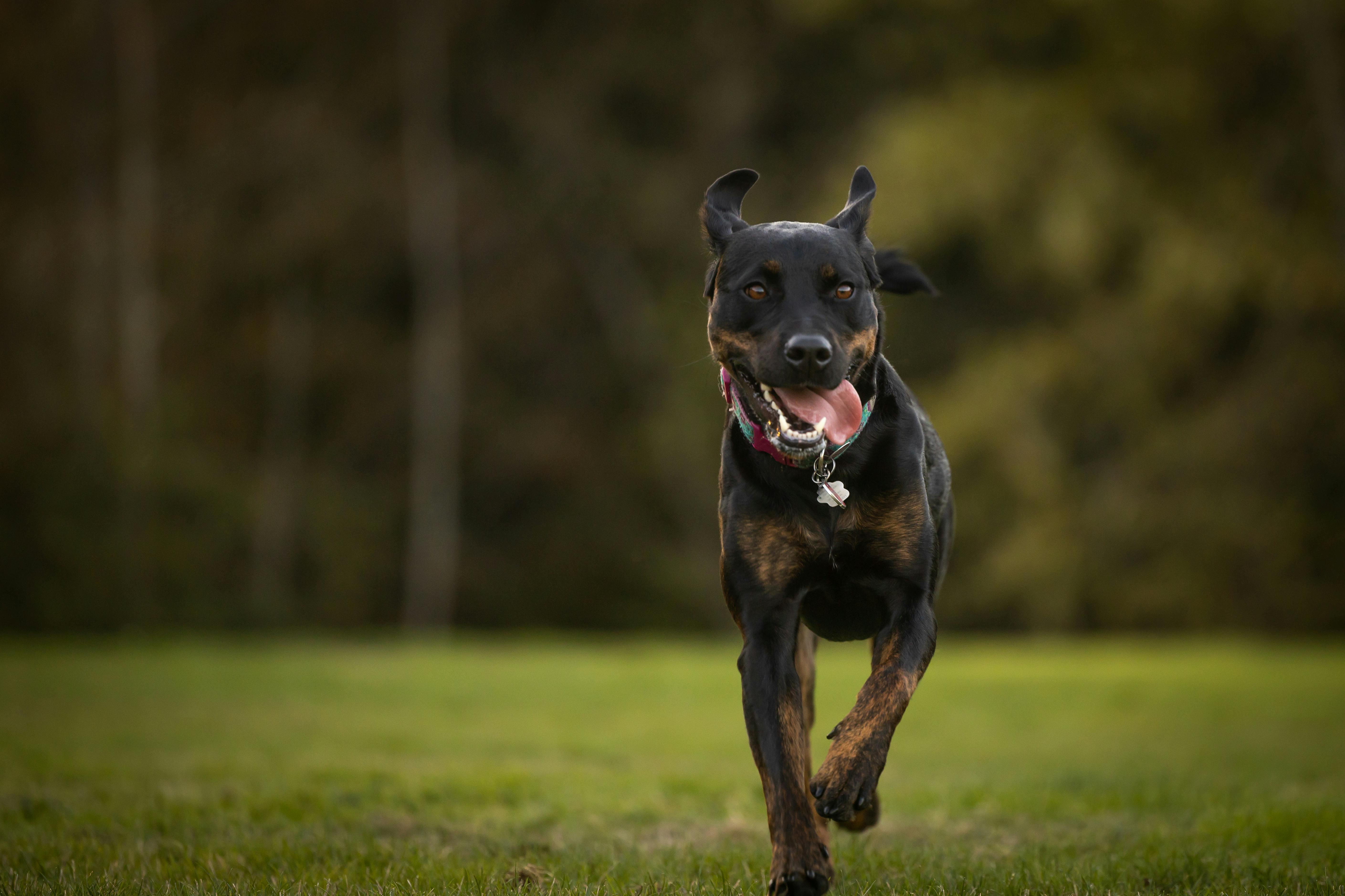 Dog Running on Grass · Free Stock Photo