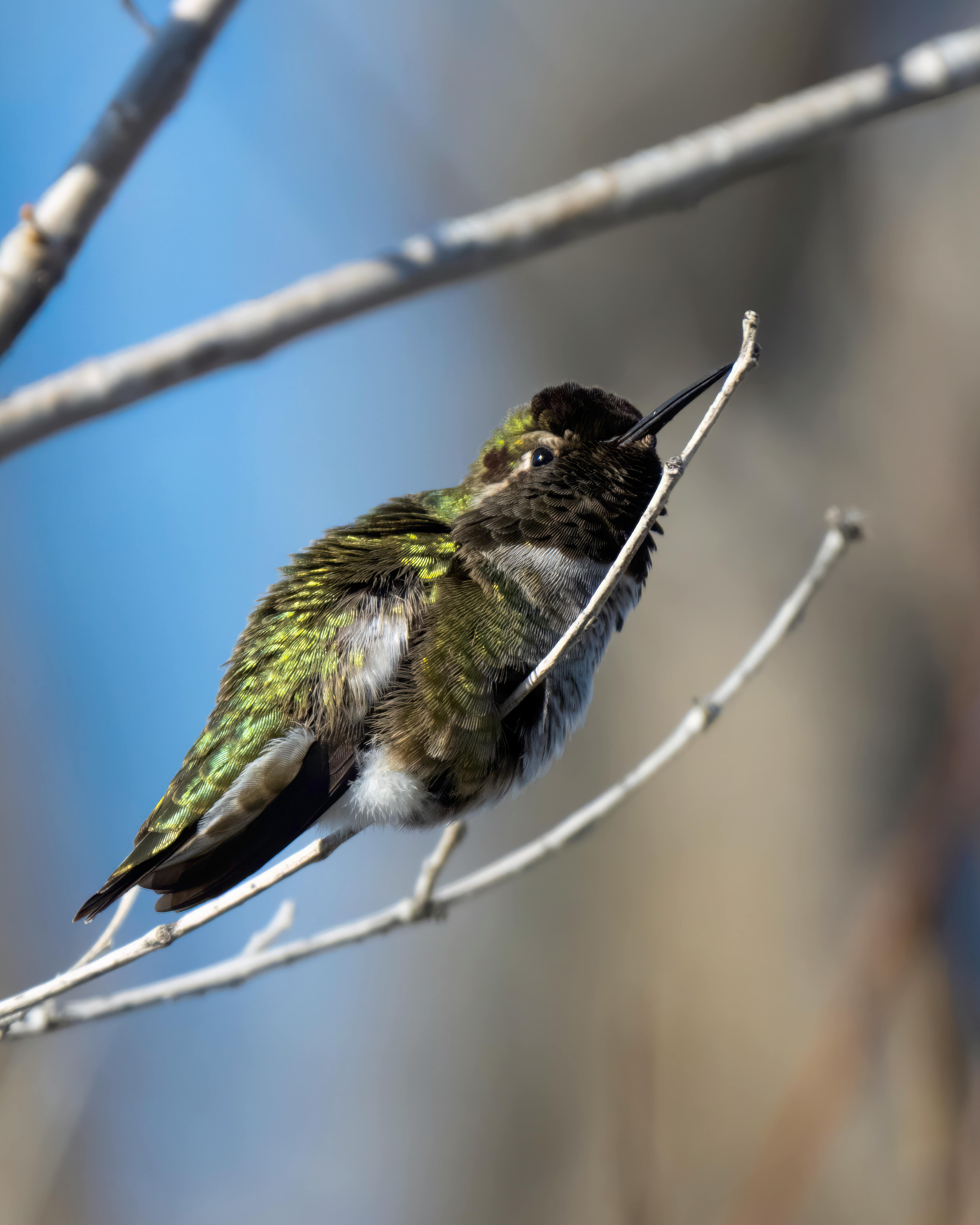 Female Rufous Hummingbird · Free Stock Photo