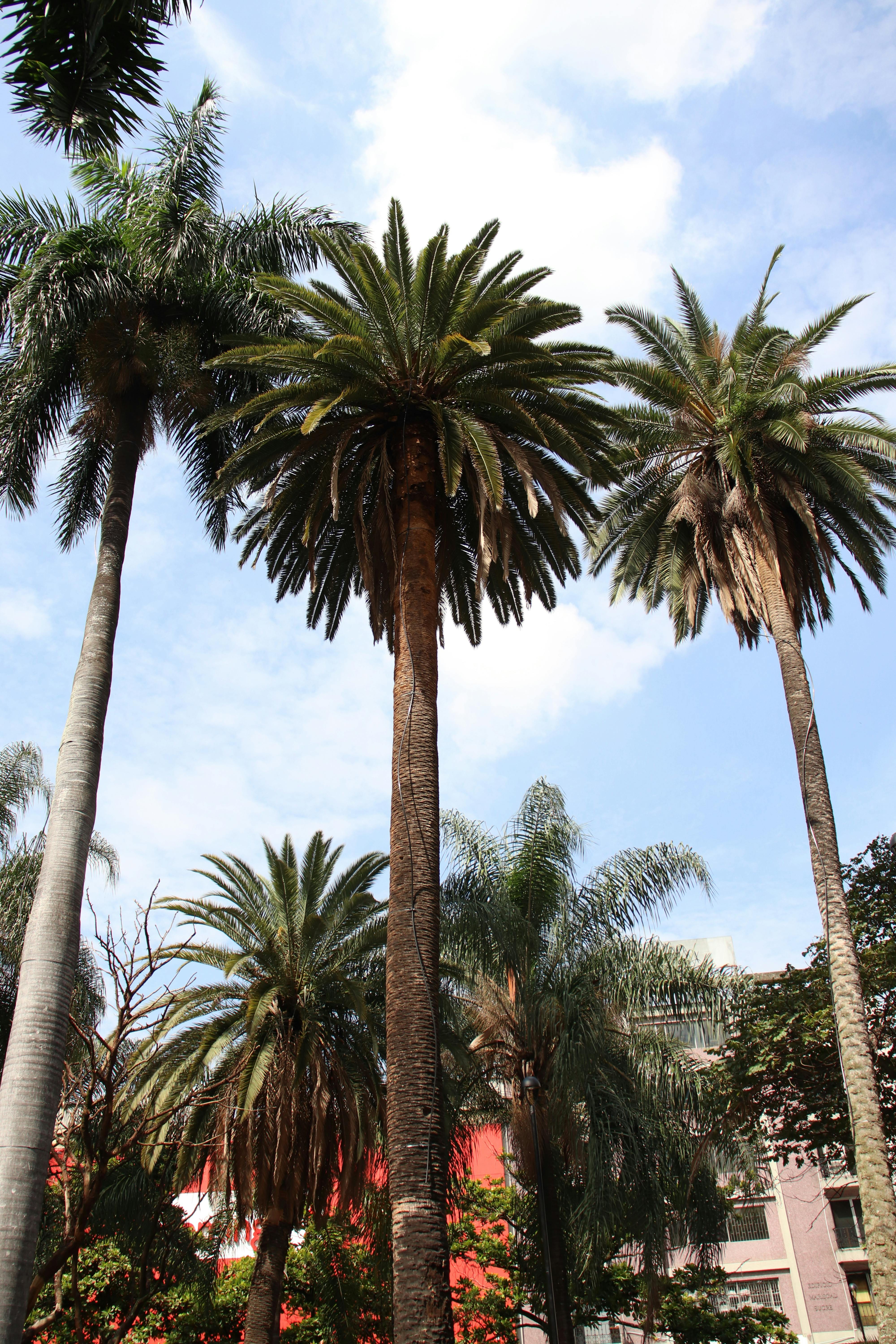 Elegant Coastal Architecture with Palm Trees in Morocco · Free Stock Photo
