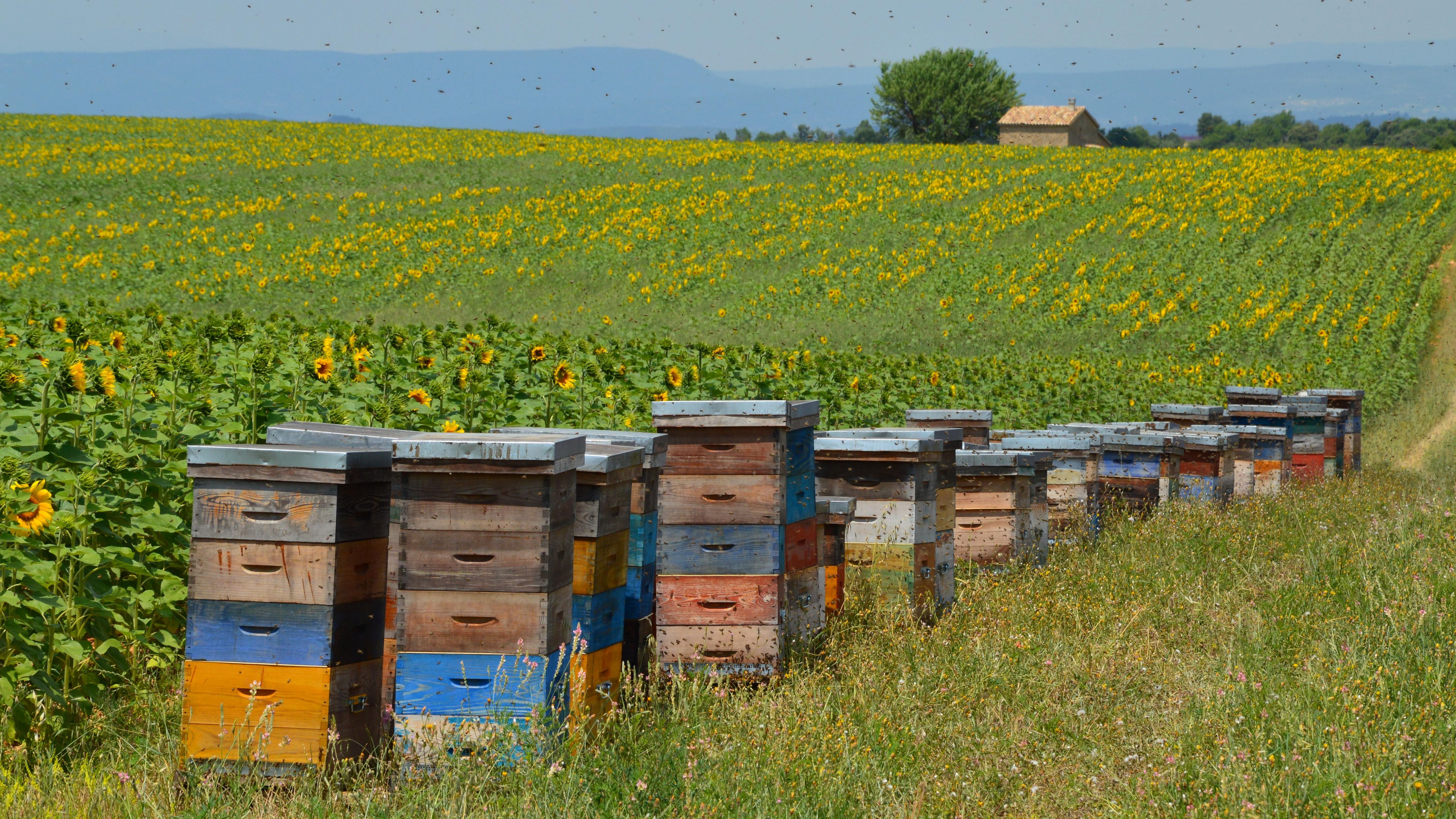 Foto gratuita di alveari, animali, api, campo, erba, girasoli, in legno ...