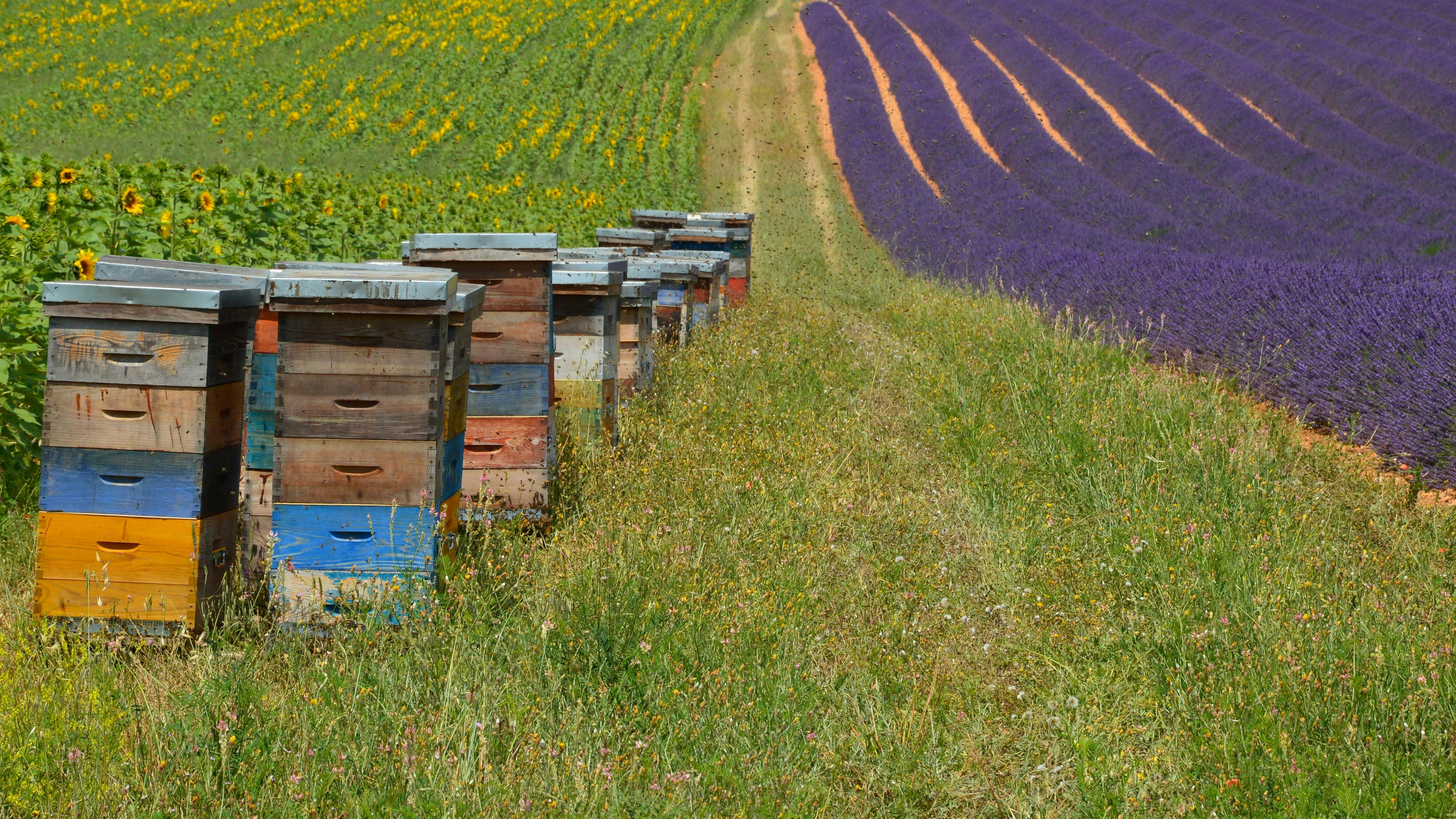Beehives between Lavender and Sunflowers Fields · Free Stock Photo