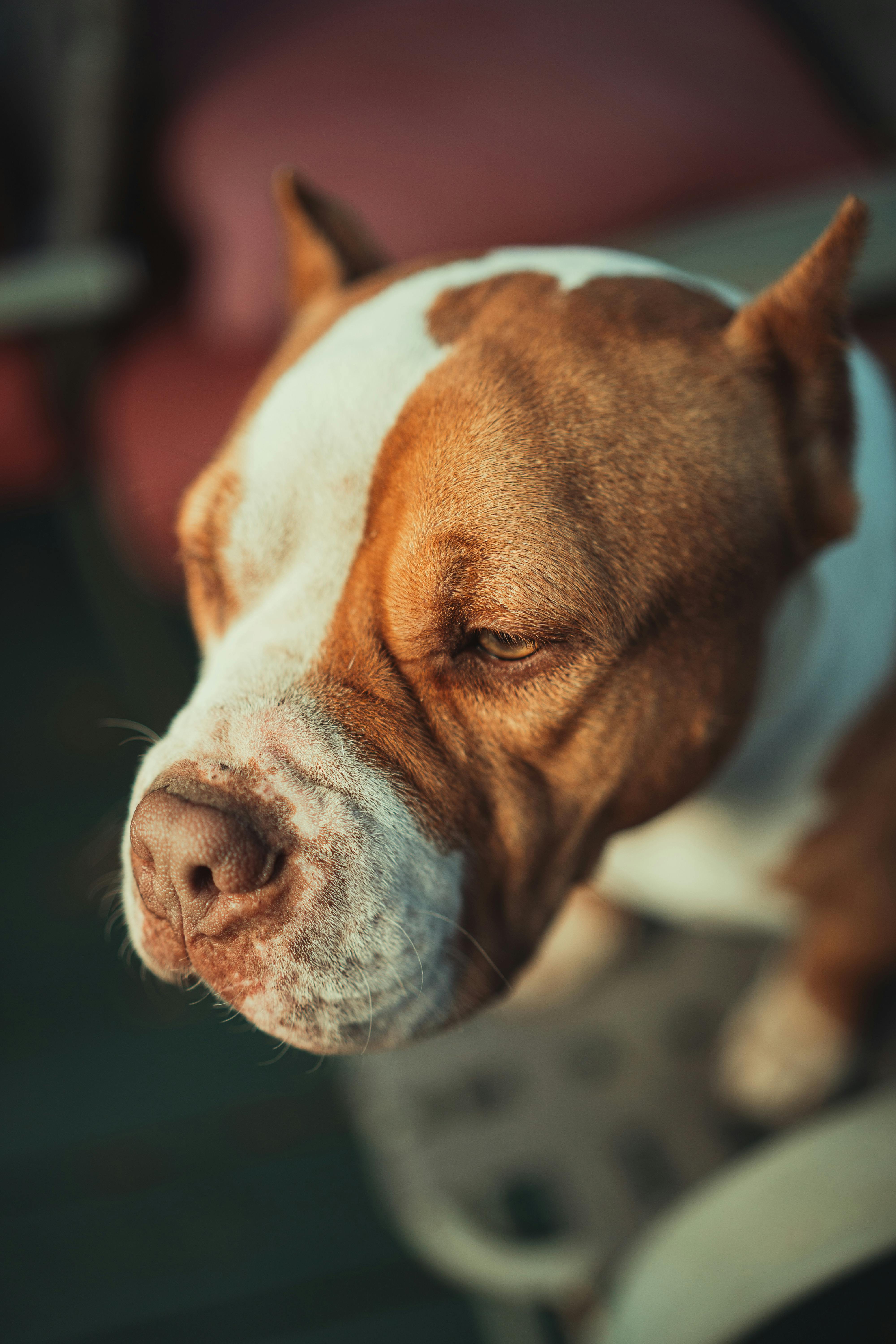 Close up of Bulldog Head · Free Stock Photo