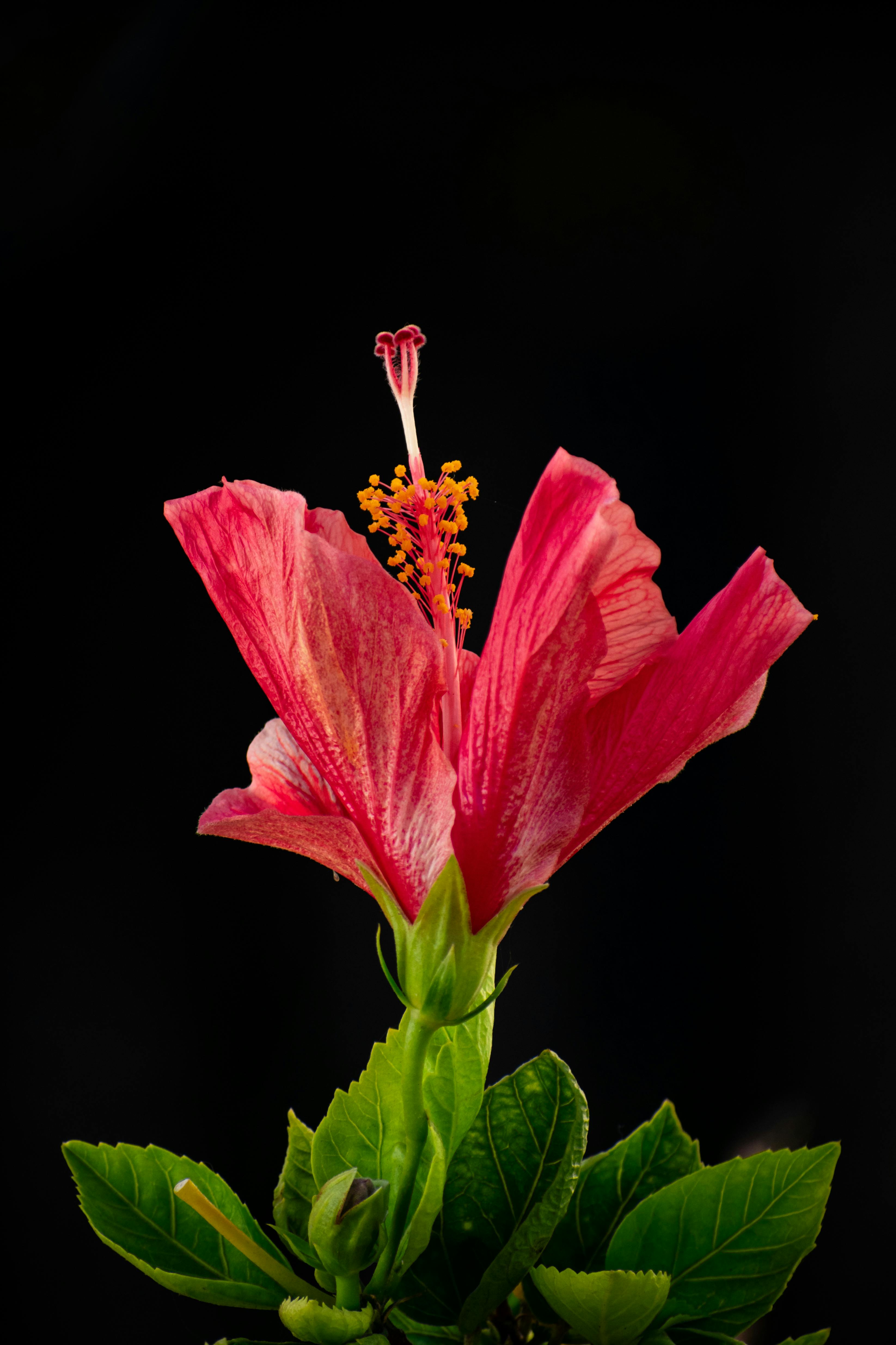 Shoeblackplant Flower n Bloom · Free Stock Photo
