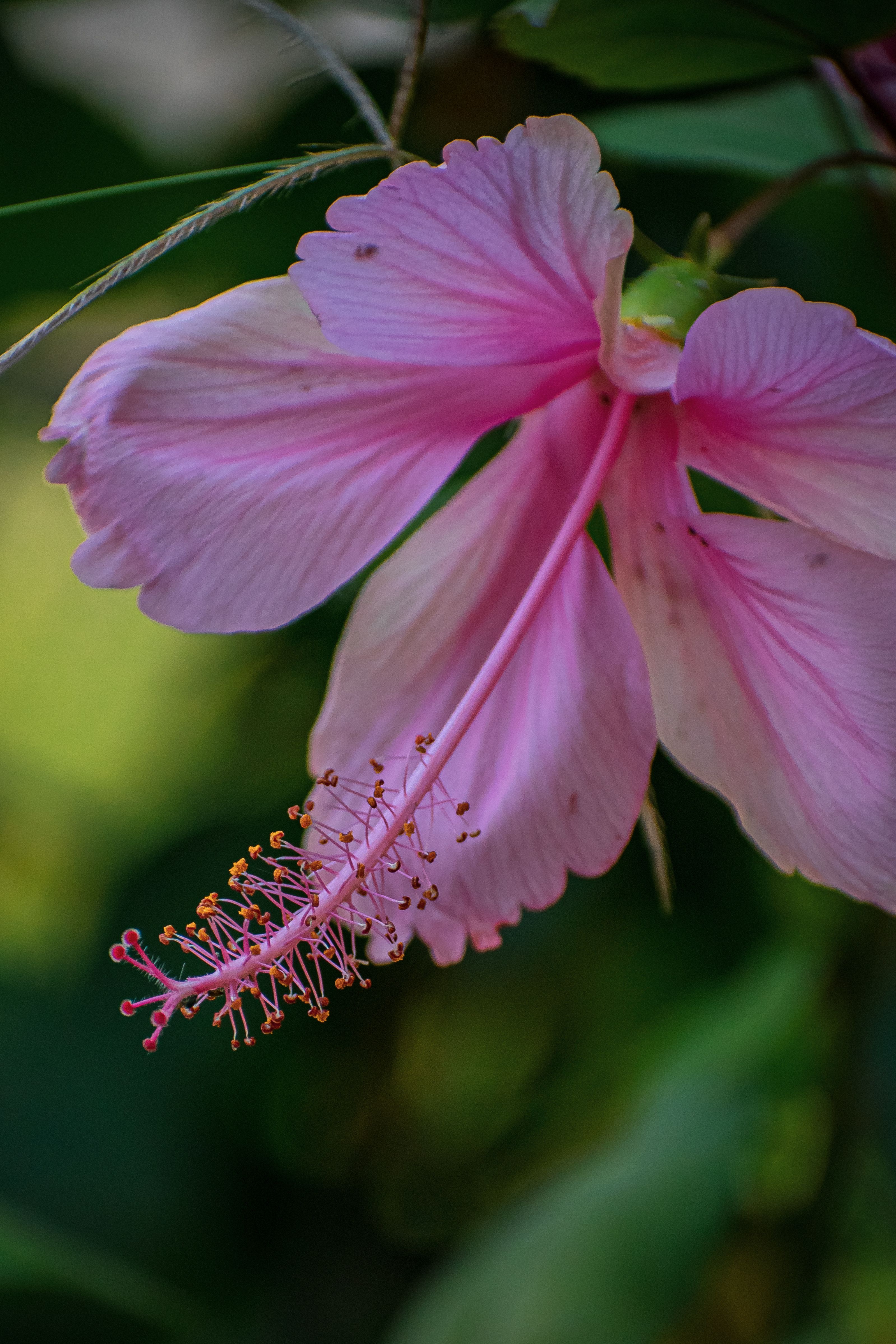 Close up of Pink Flower · Free Stock Photo