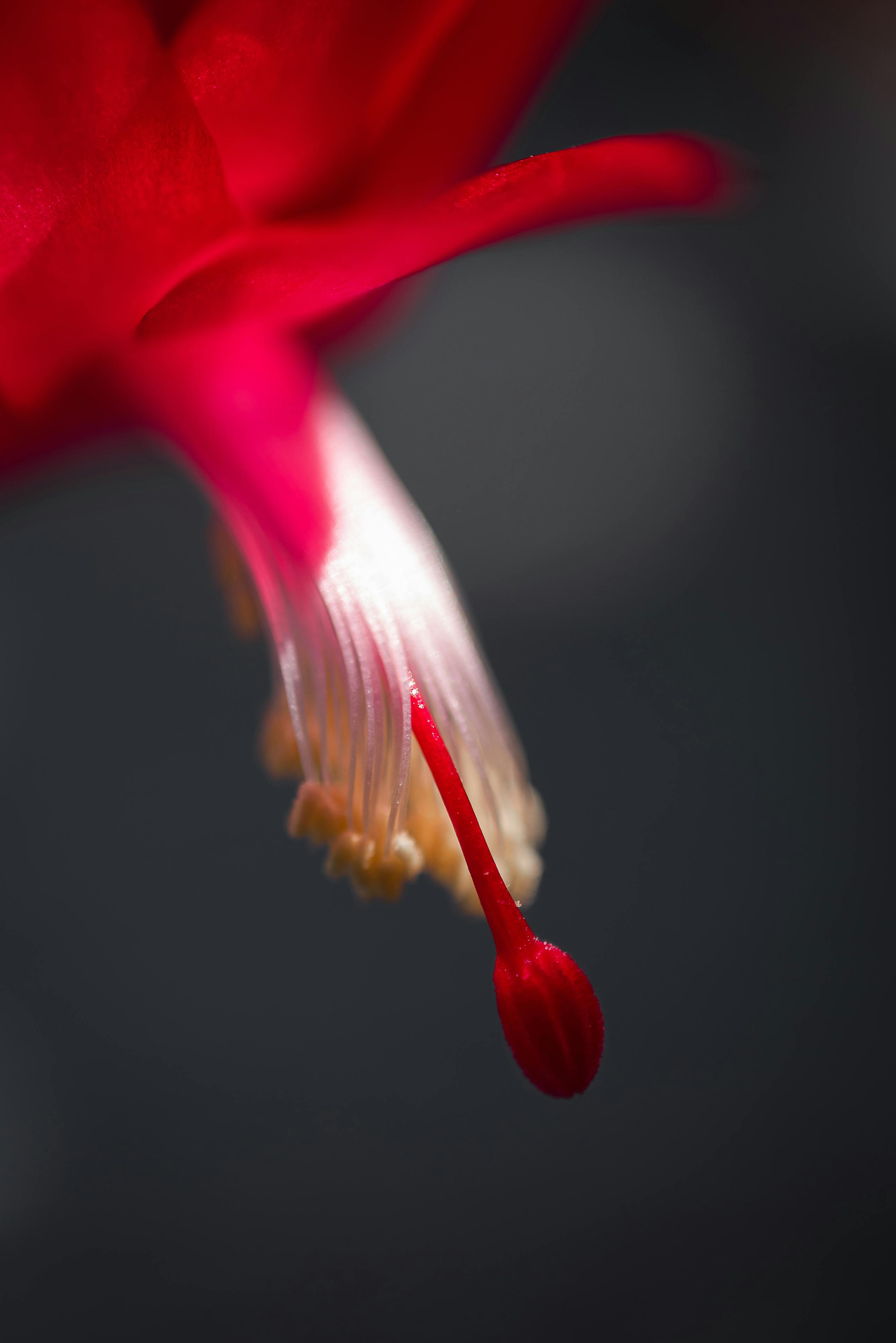 Red Stamen of Red Flowers · Free Stock Photo