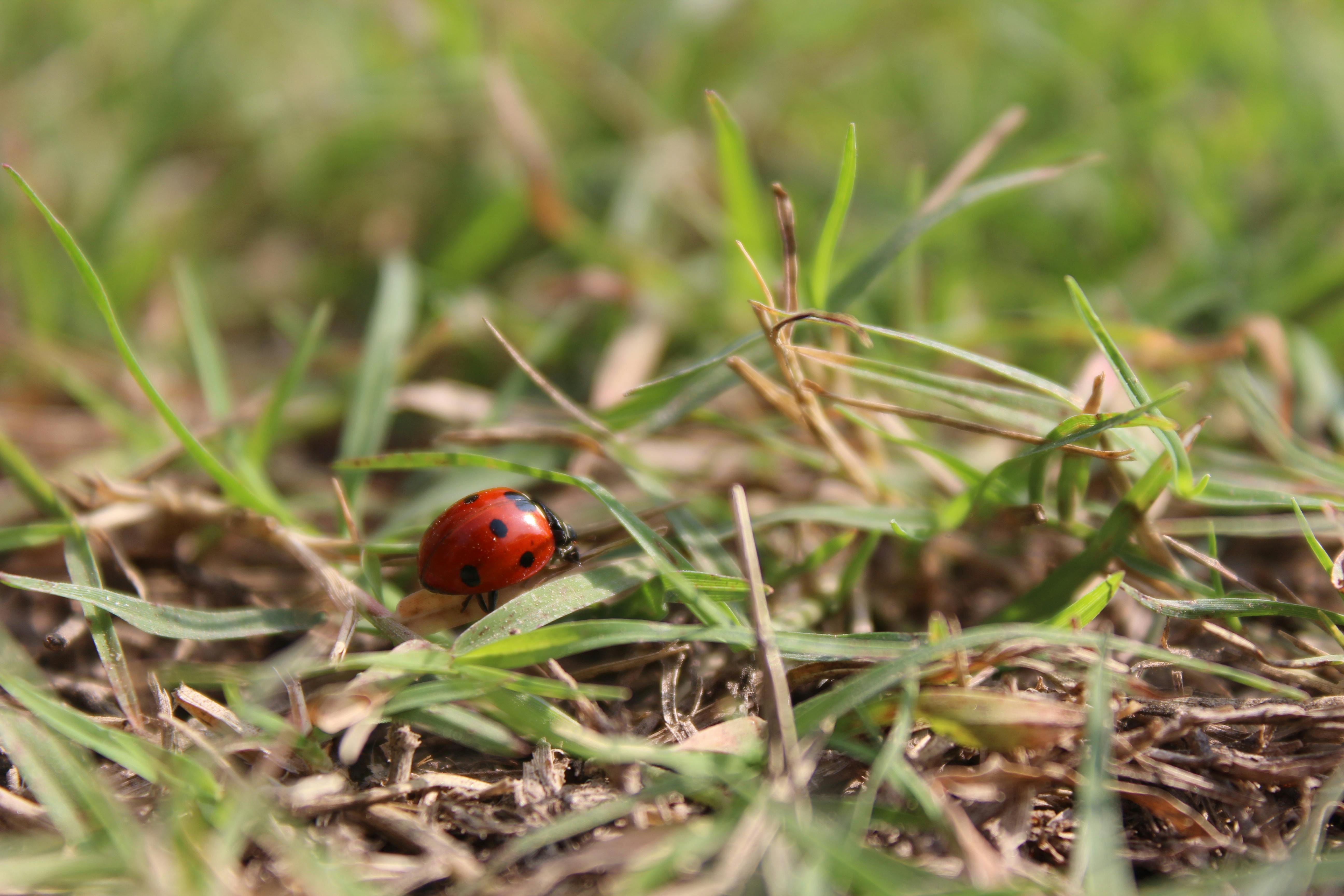 Close Up Photo of Ladybug on Leaf during Daytime · Free Stock Photo