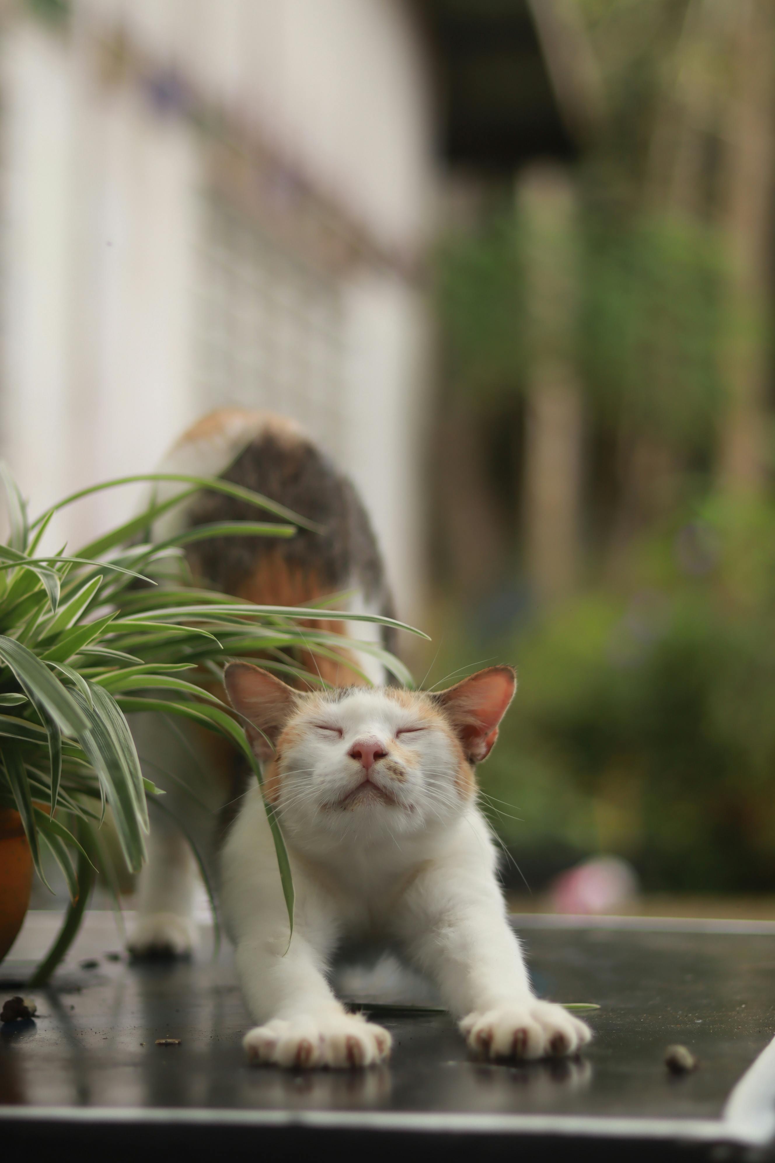 Cats Stretching Photos, Download The BEST Free Cats Stretching Stock ...