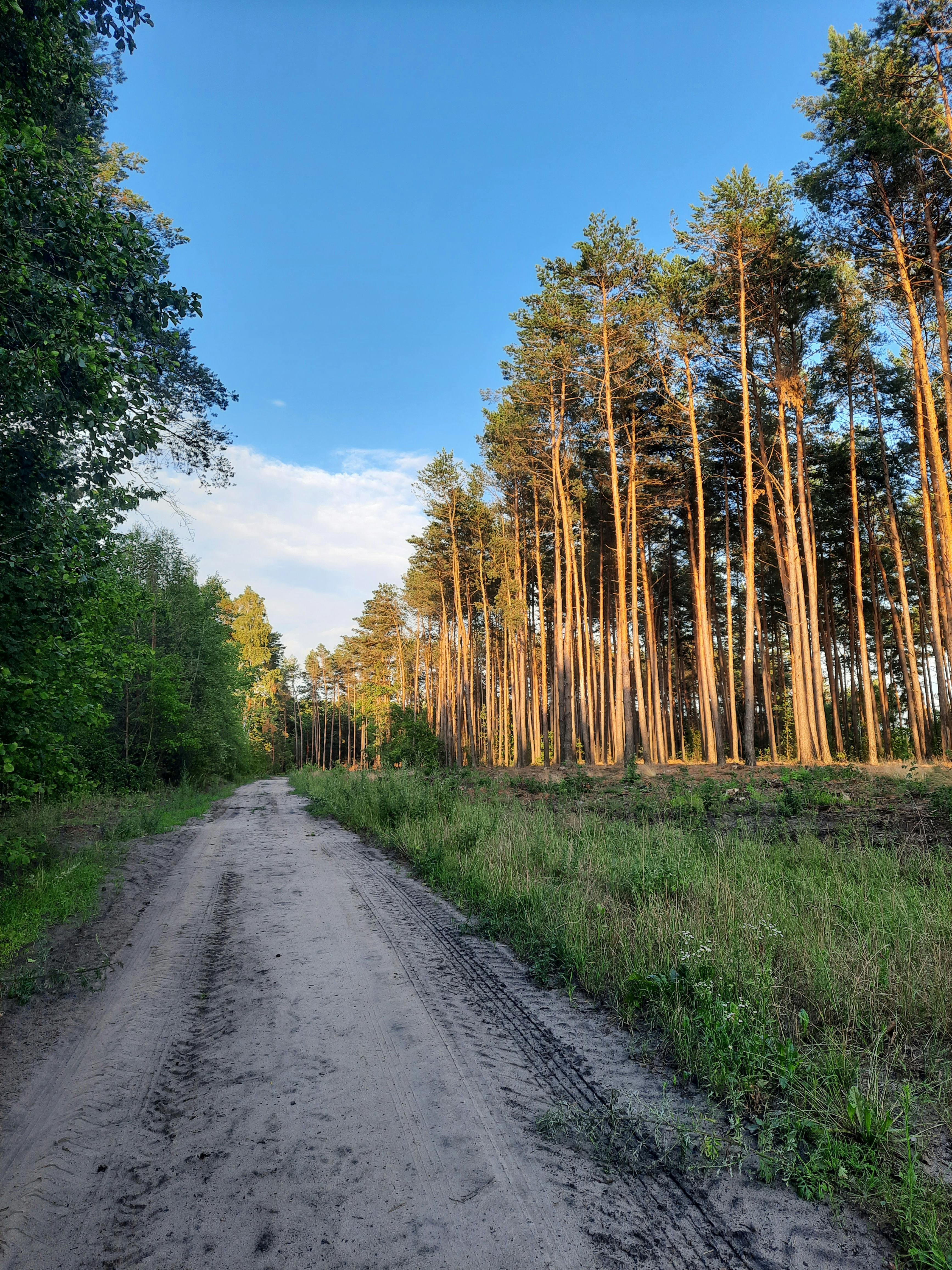 Dirt Road in Forest · Free Stock Photo