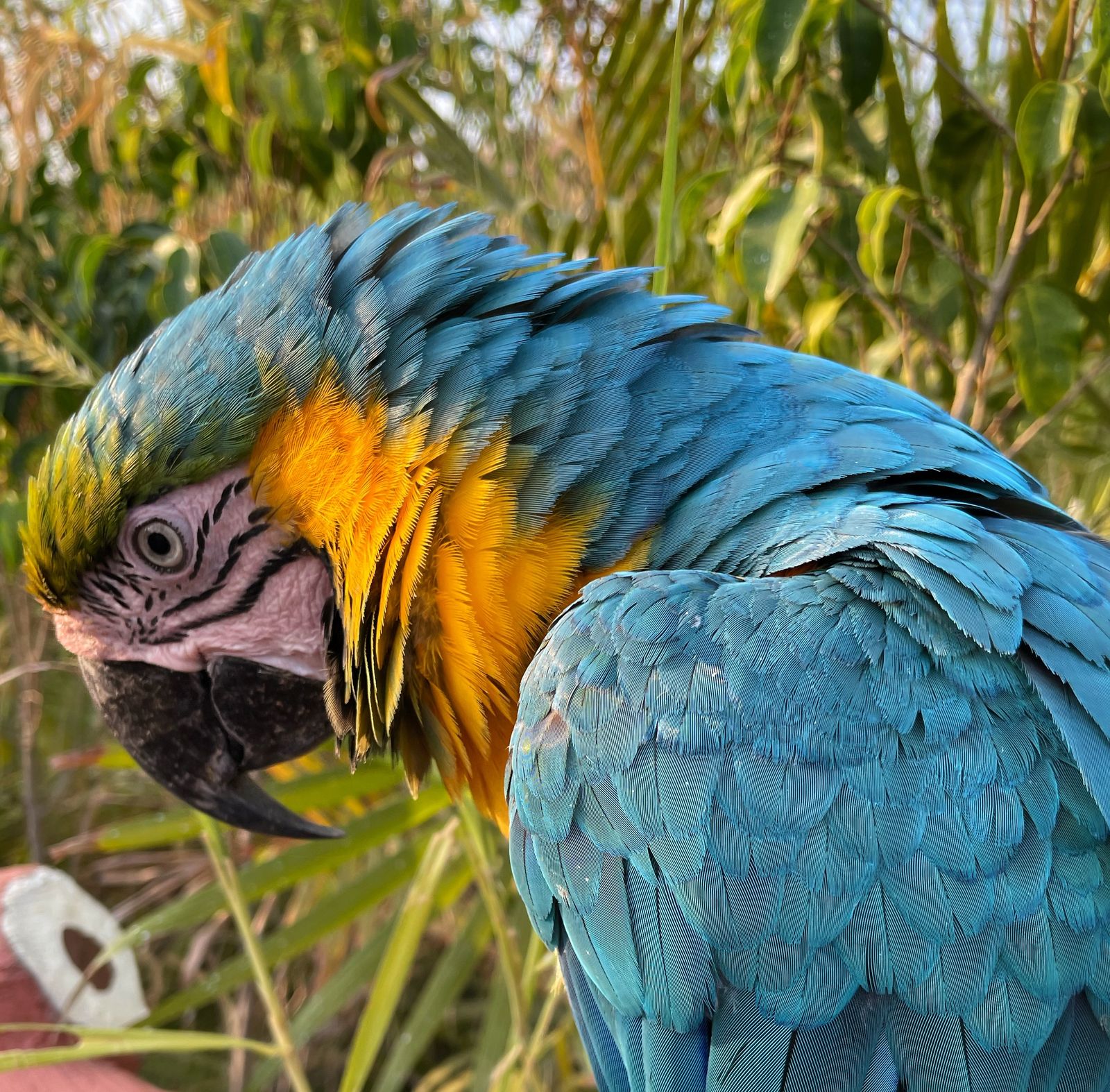 Blue Parrot Photos, Download The BEST Free Blue Parrot Stock Photos ...