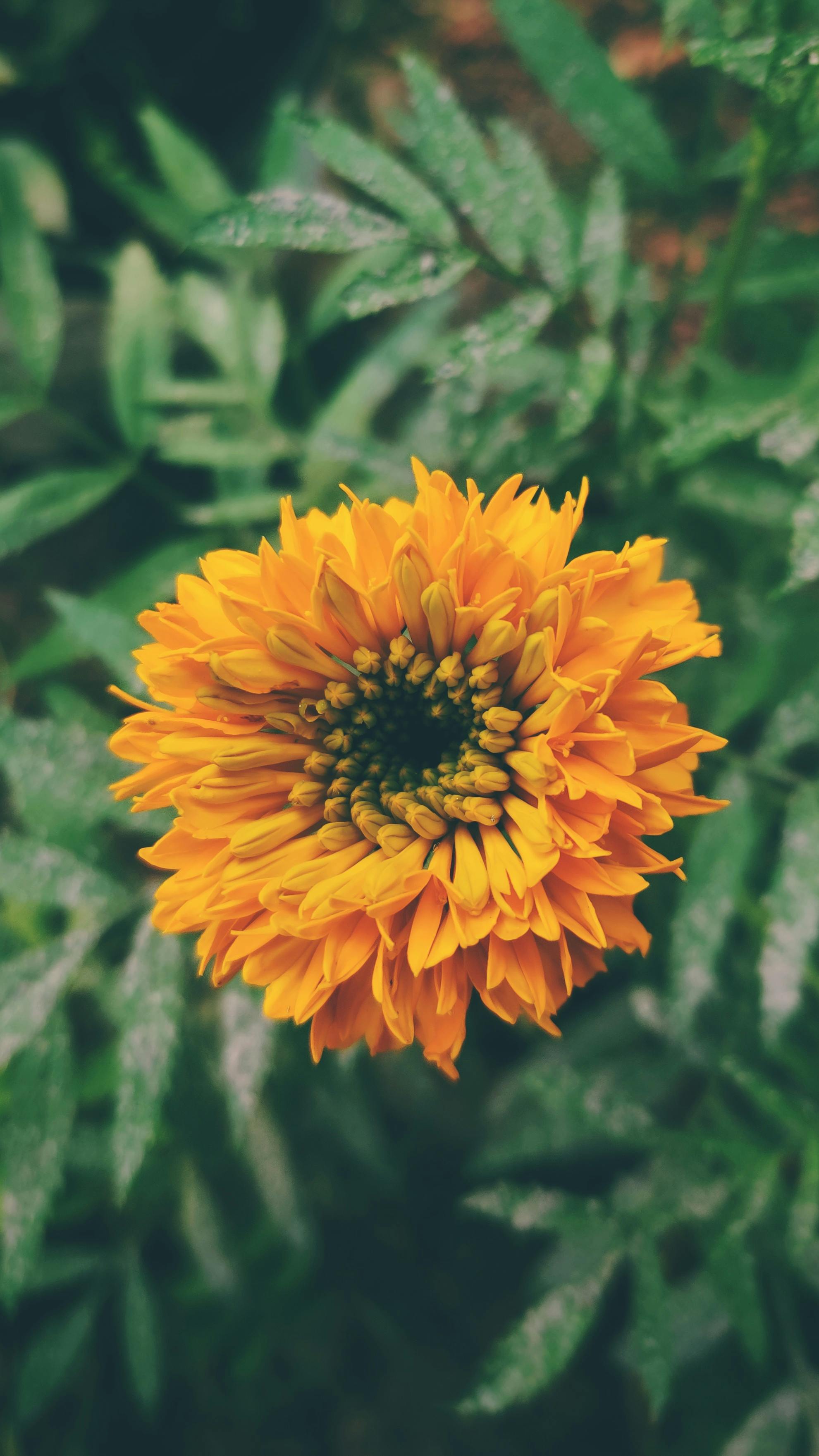 Yellow Lilly Flower Photos, Download Free Yellow Lilly Flower Stock ...