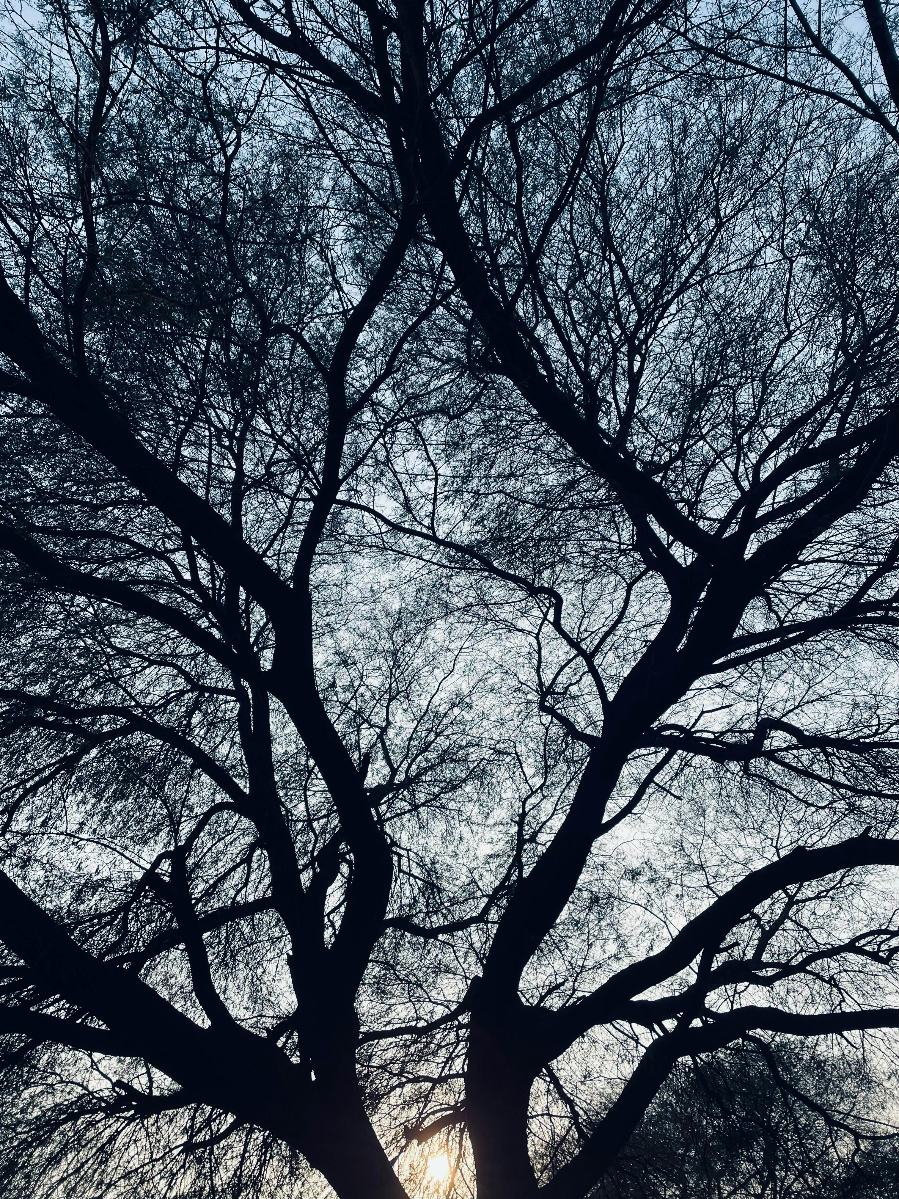 Tree Shades Texture Photos, Download The BEST Free Tree Shades Texture ...