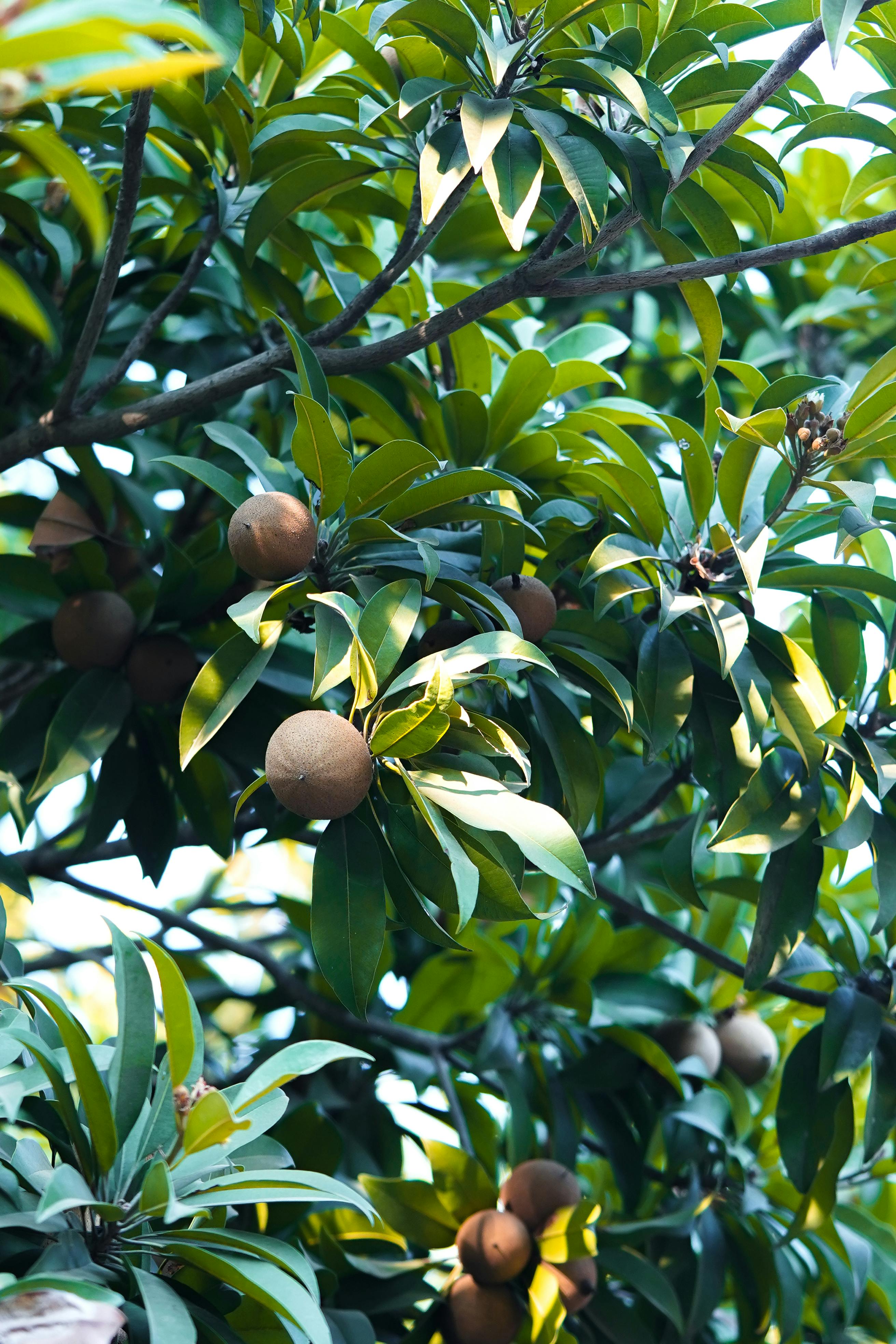 Mammee Apples on Tree · Free Stock Photo