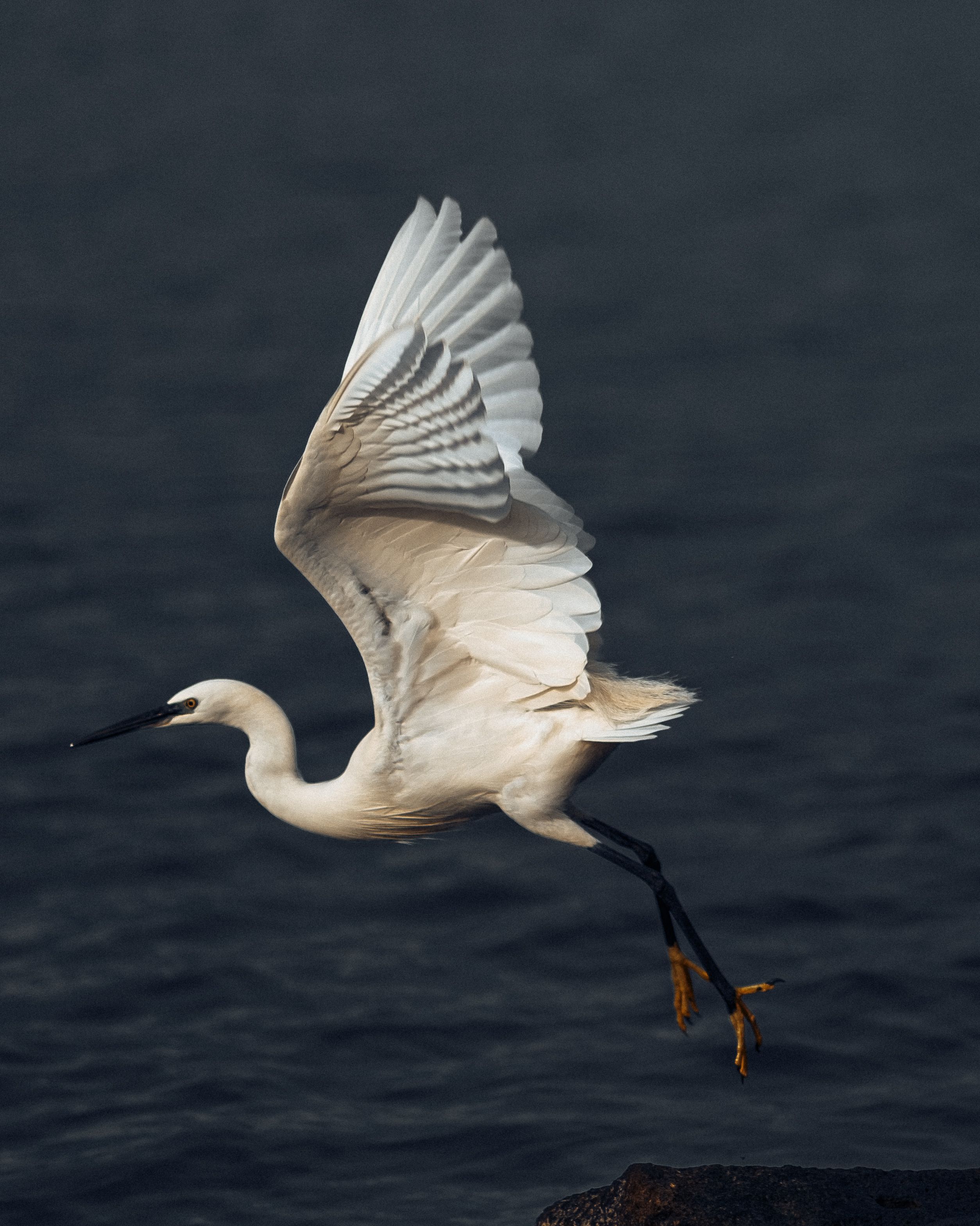 White Bird Starting Flying · Free Stock Photo