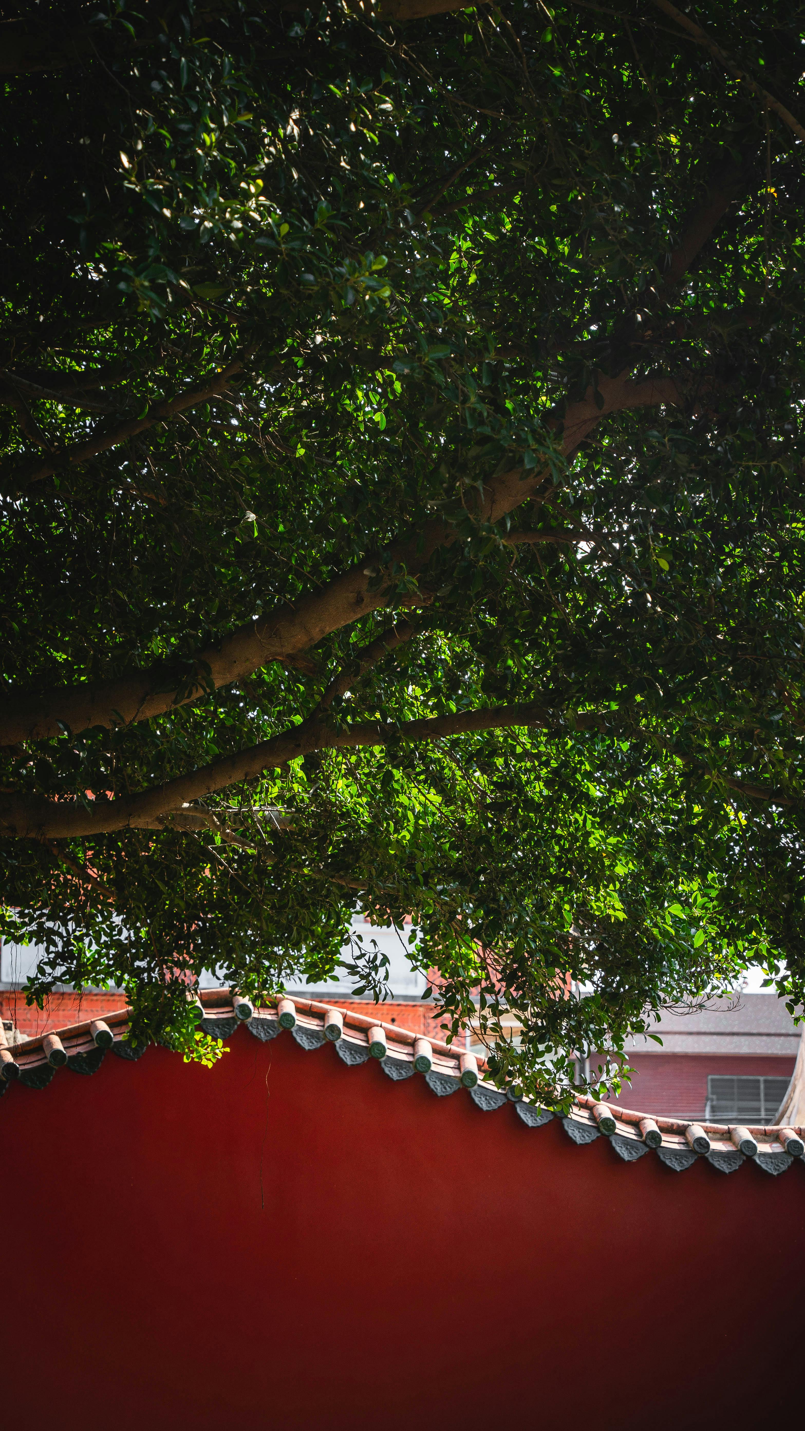Close up of Tree · Free Stock Photo