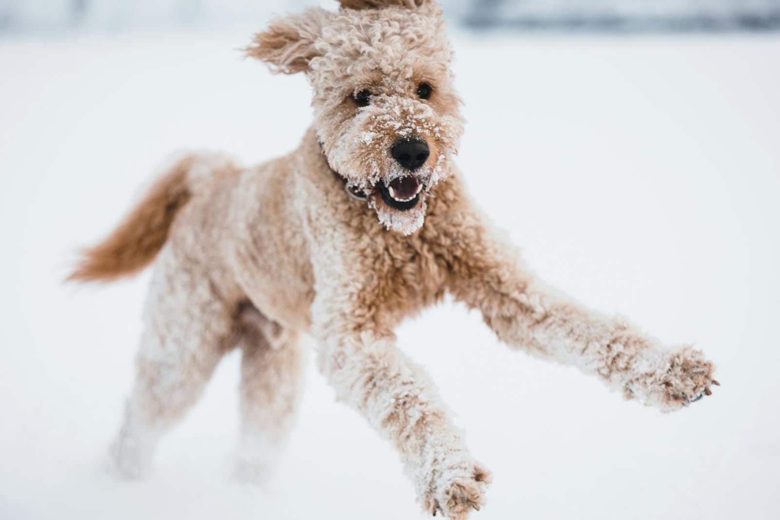 Funny Winter Photos, Download The BEST Free Funny Winter Stock Photos ...