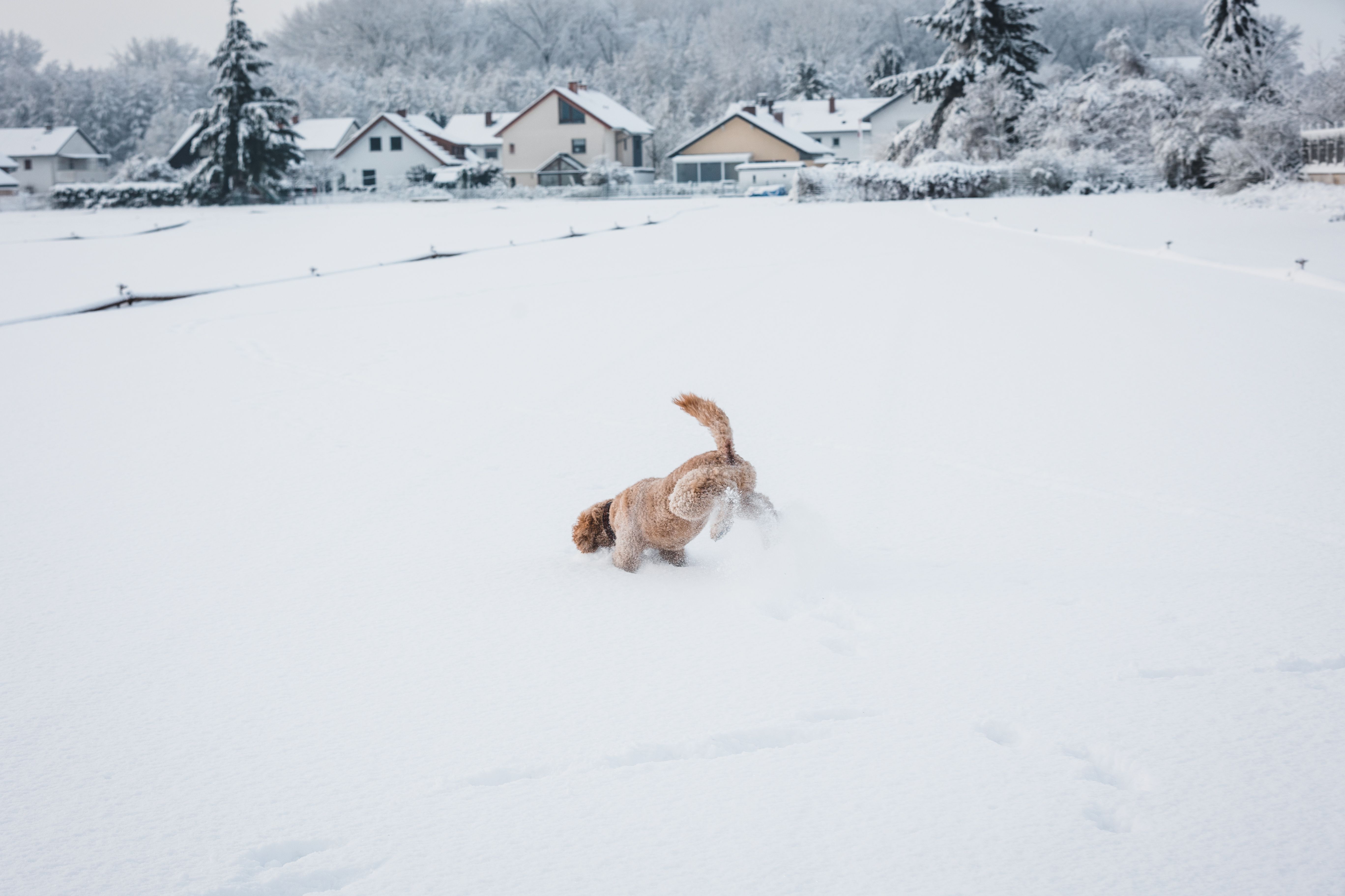 Small Dog Diving into Snow · Free Stock Photo