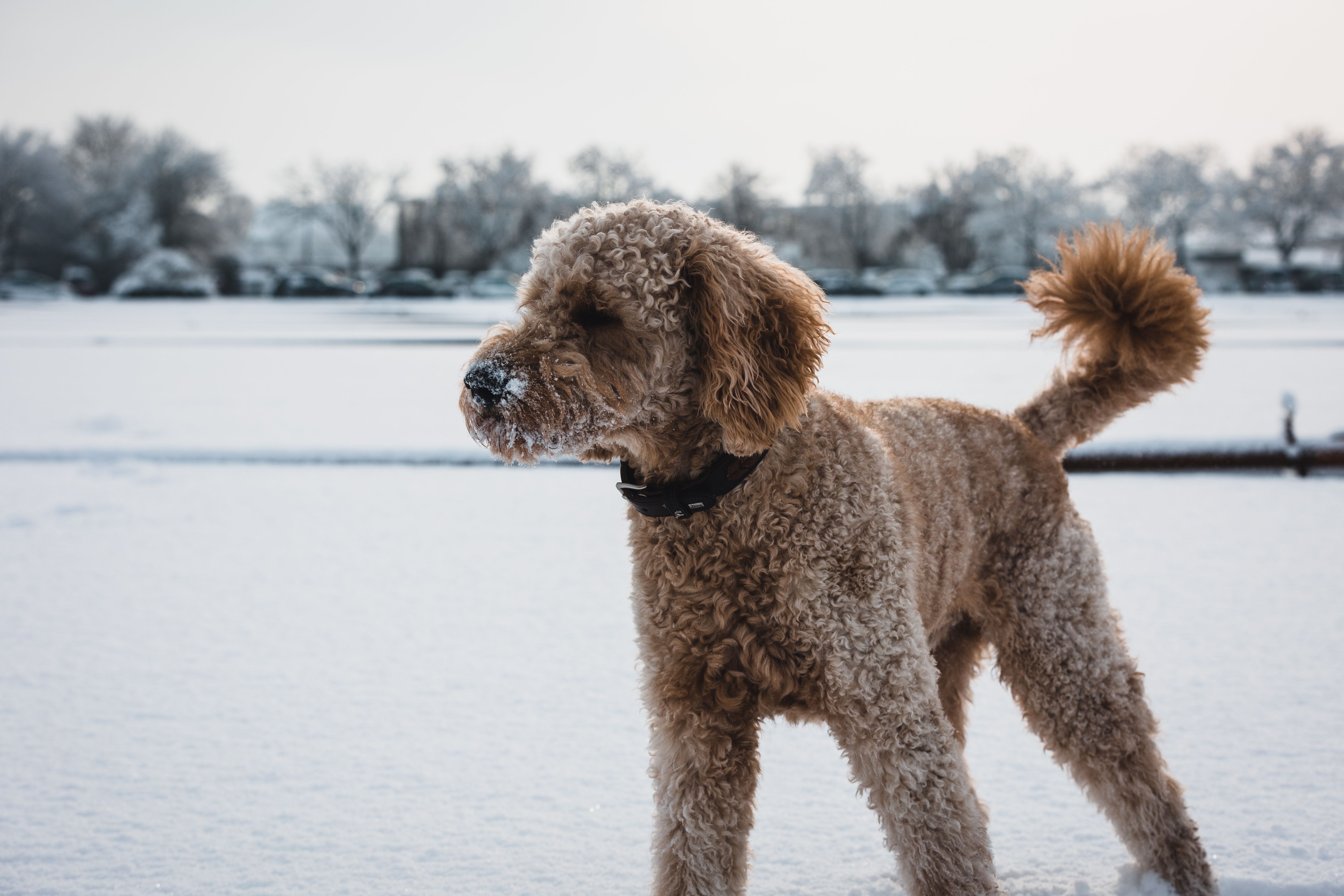 Poodle in Winter · Free Stock Photo