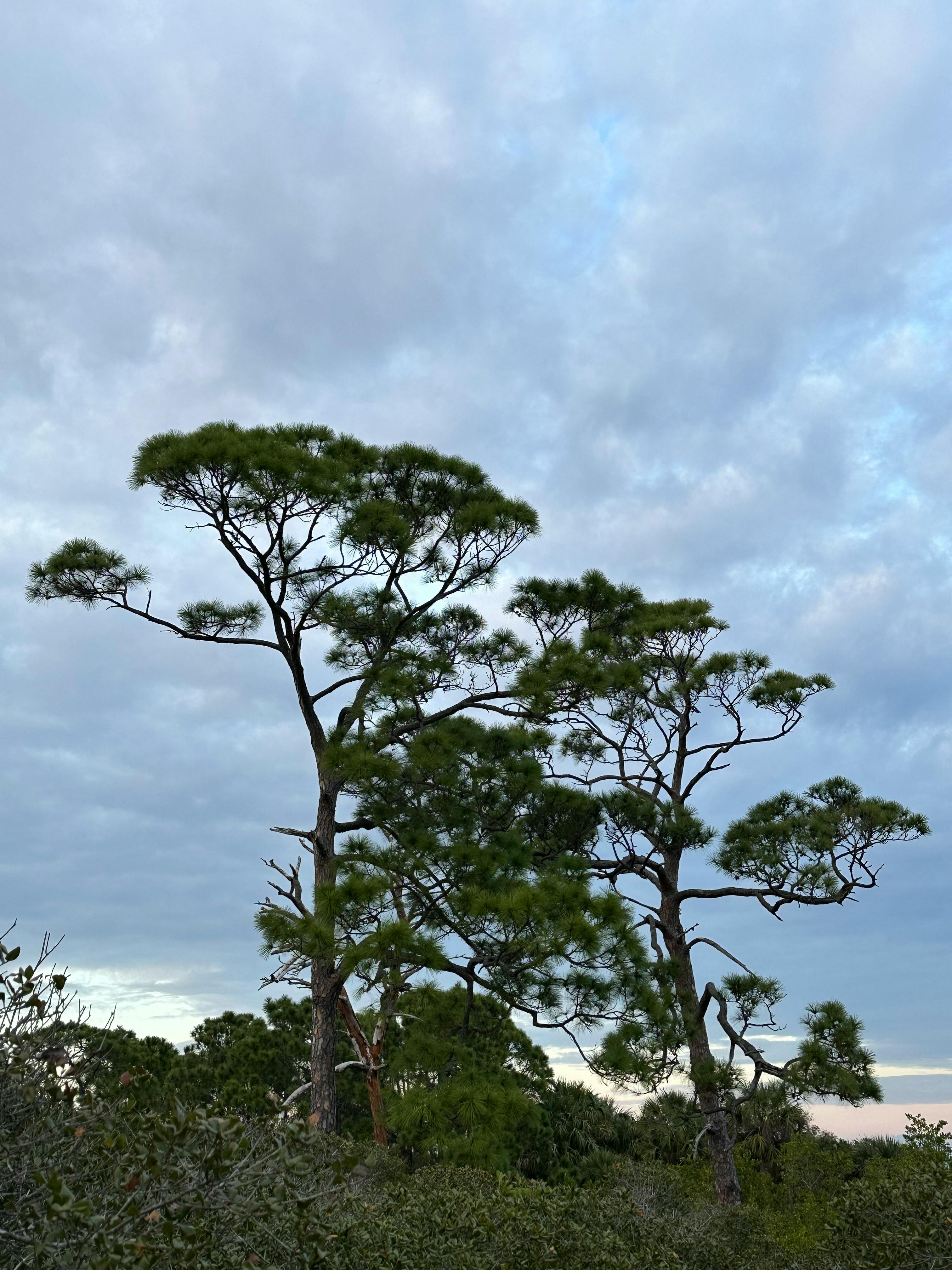 Evergreen Trees in Seaside · Free Stock Photo