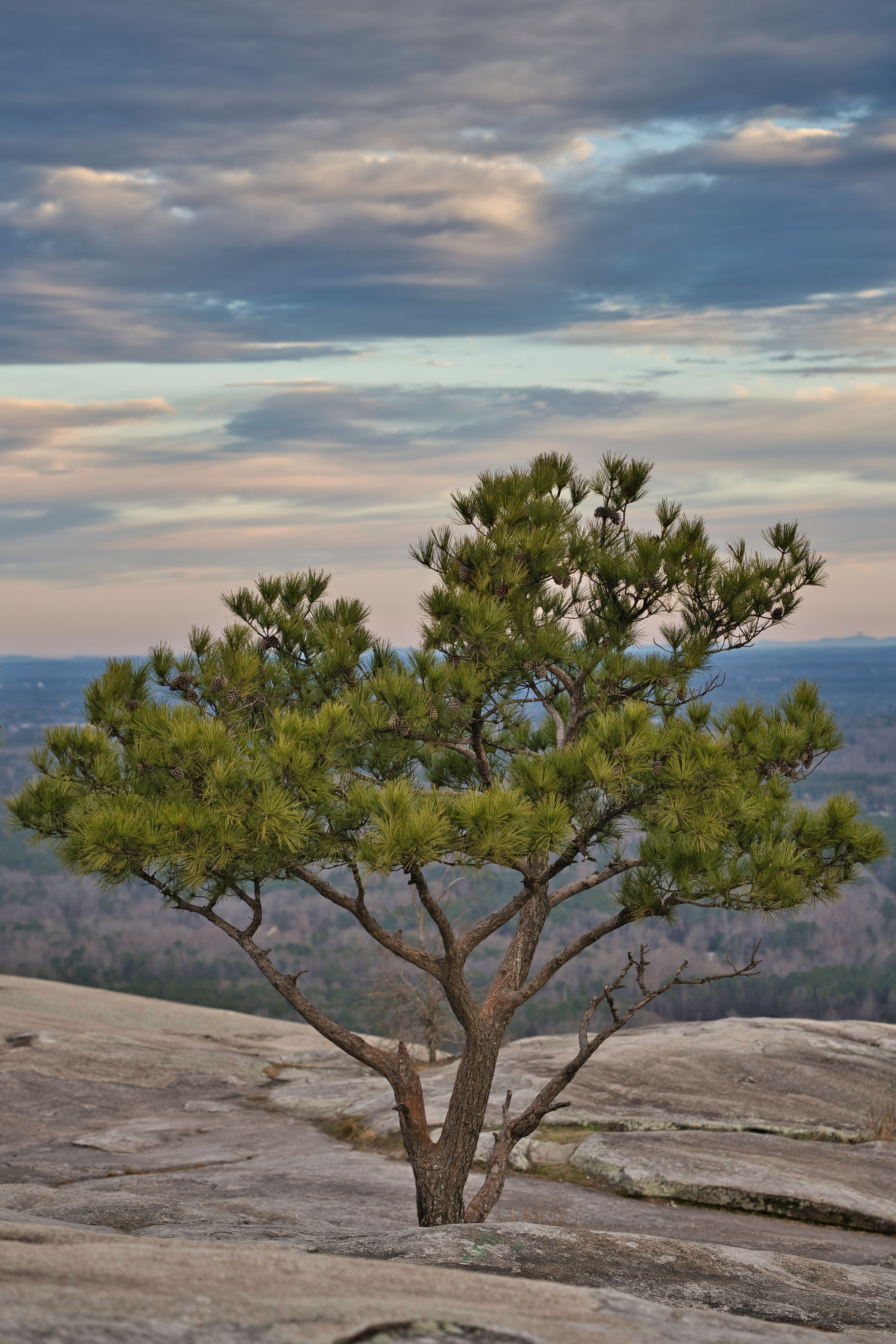 Lone Tree in Mountains · Free Stock Photo
