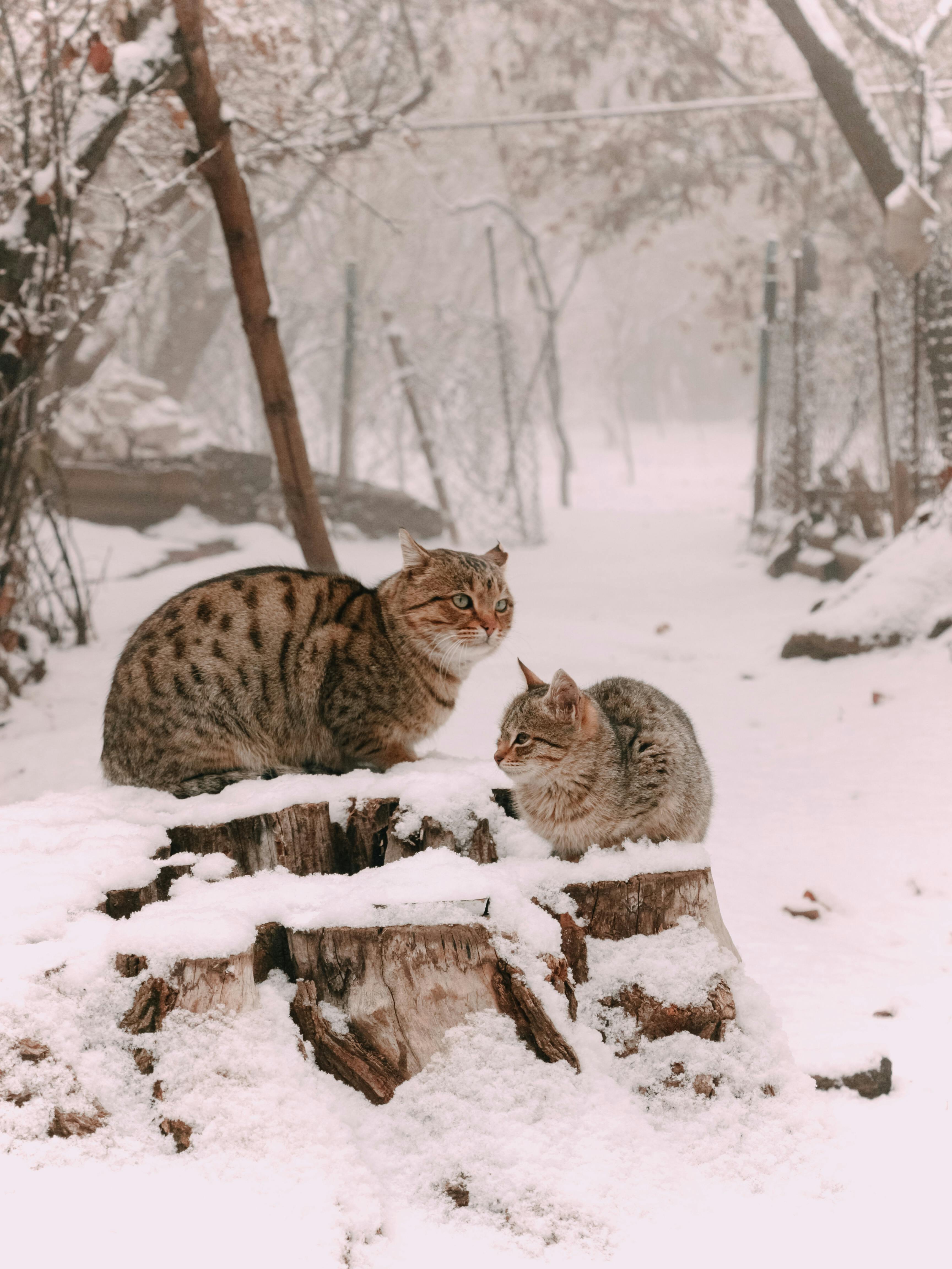 Animals Engracados Photos, Download The BEST Free Animals Engracados ...