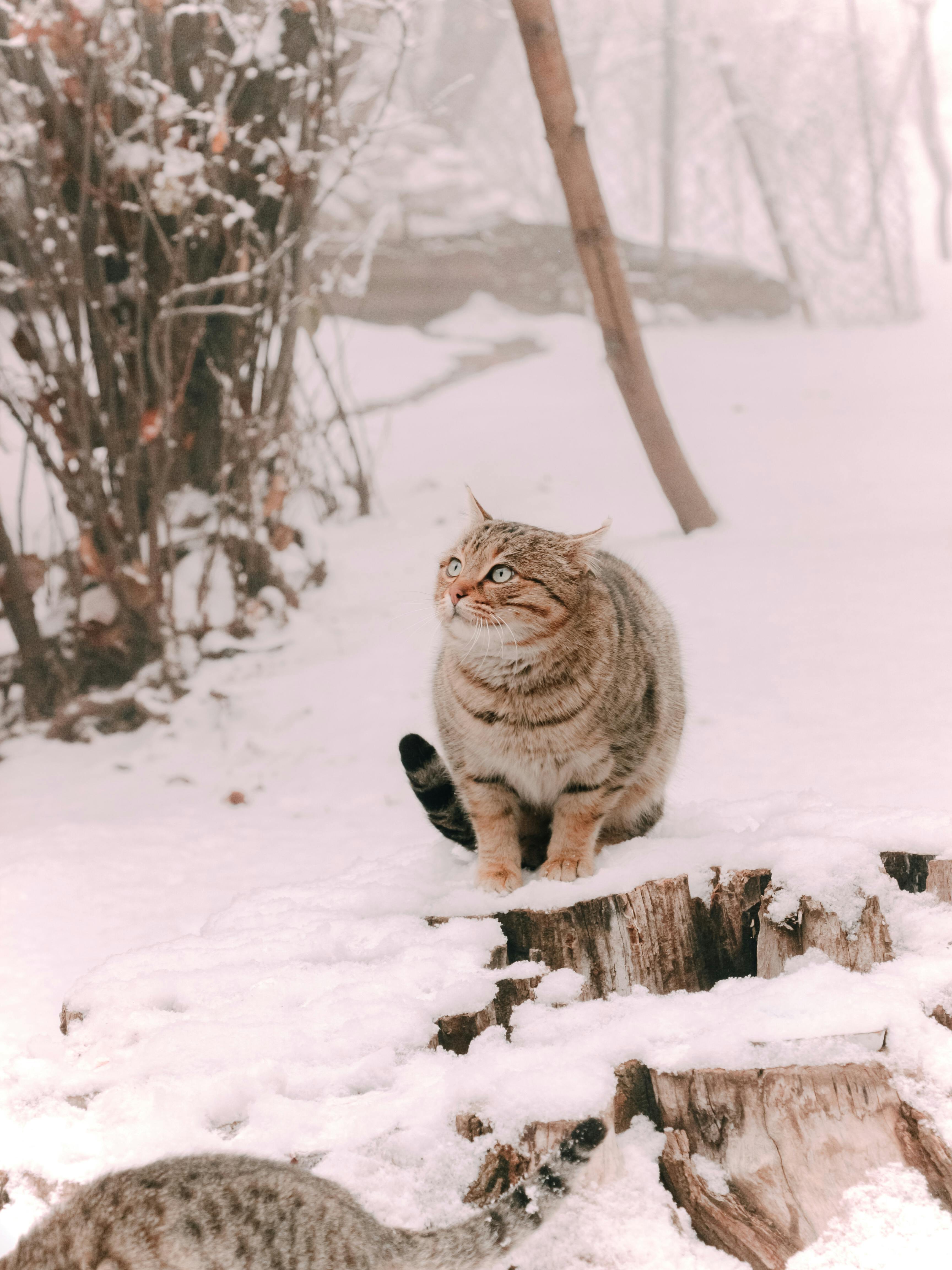 Tabby Cats in Snowy Scenery · Free Stock Photo