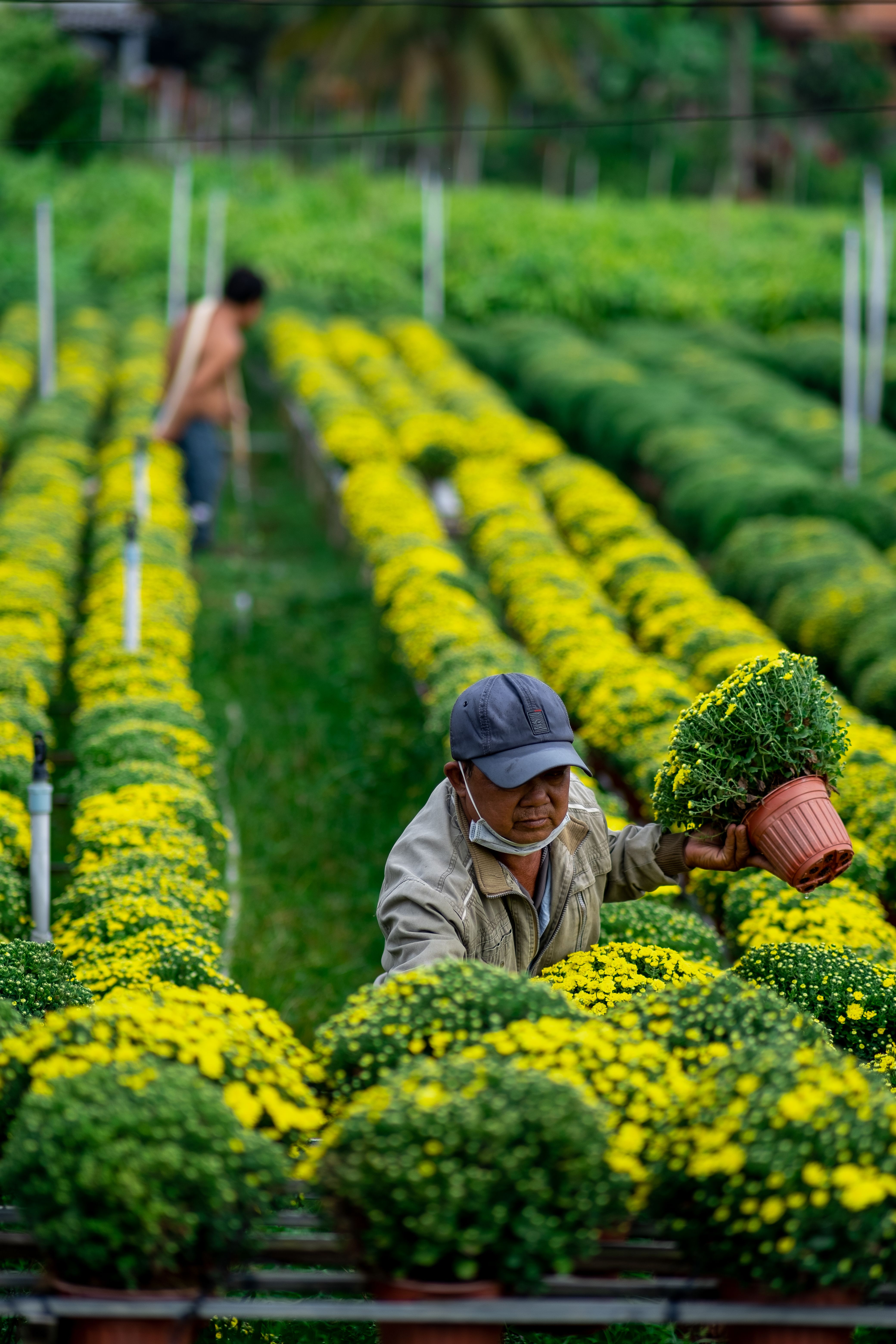 Gardener Working in a Flower Nursery · Free Stock Photo
