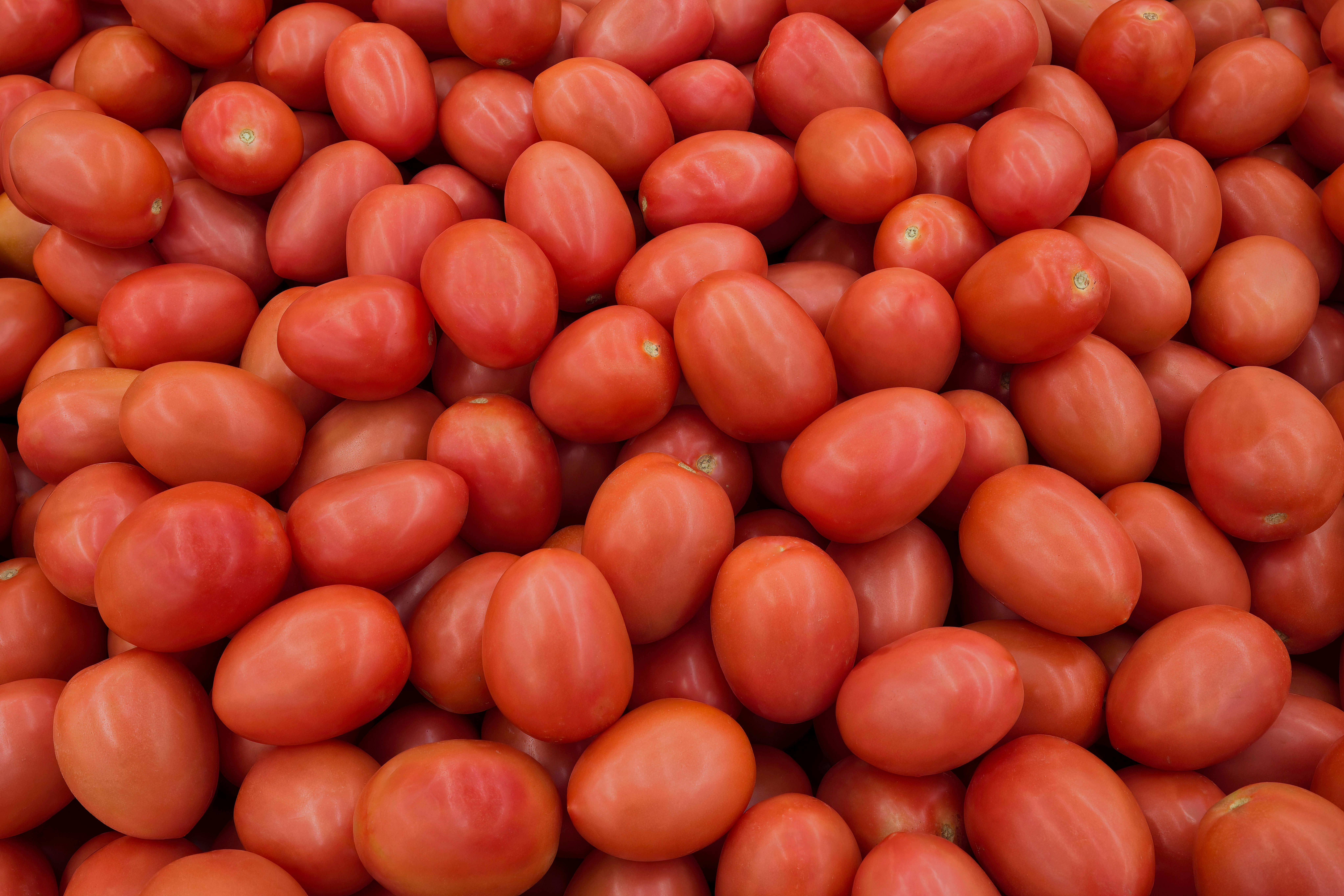 Tomato Lot · Free Stock Photo