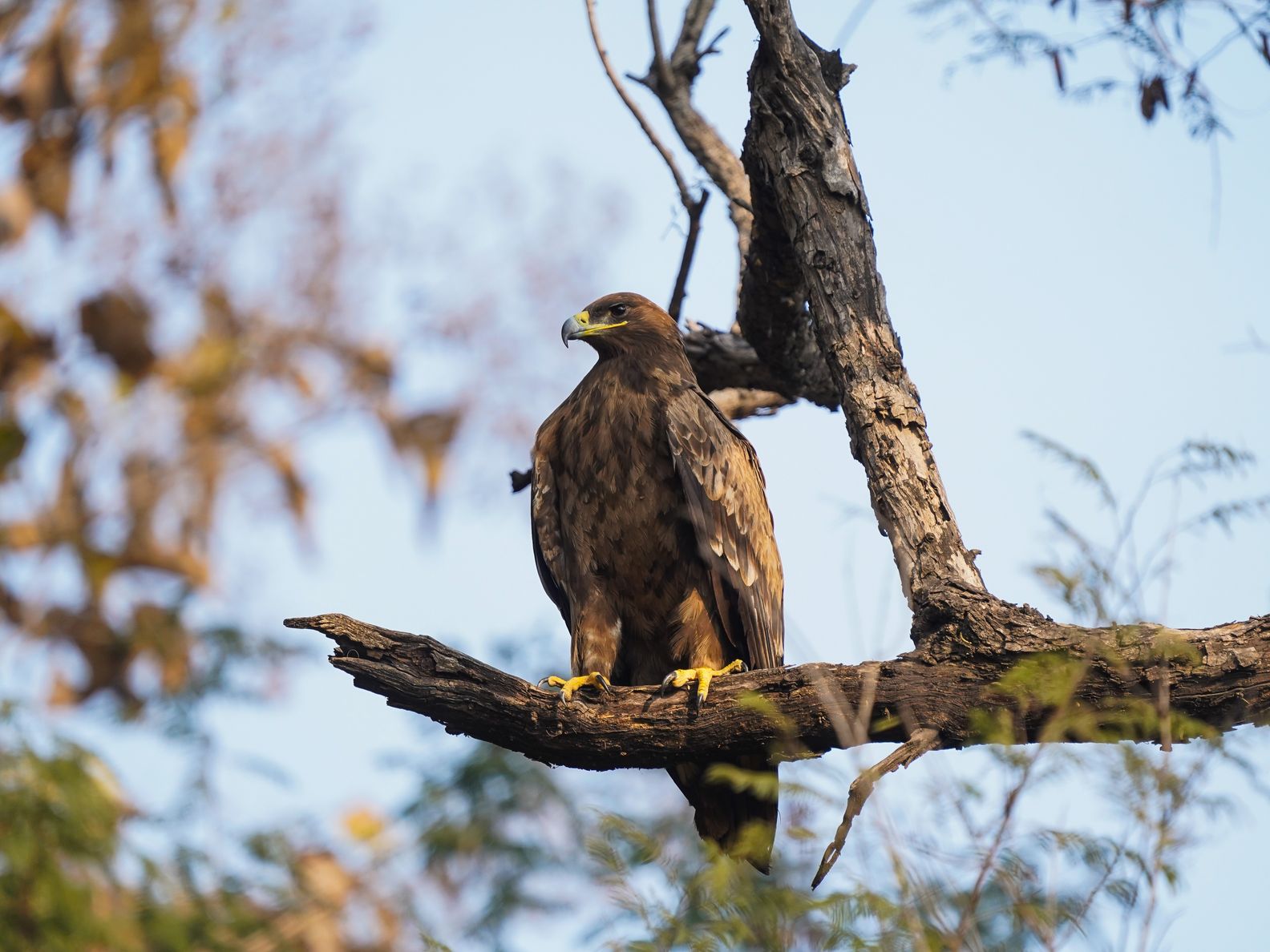 Philippine Hawk Eagle: Facts and Protection Update