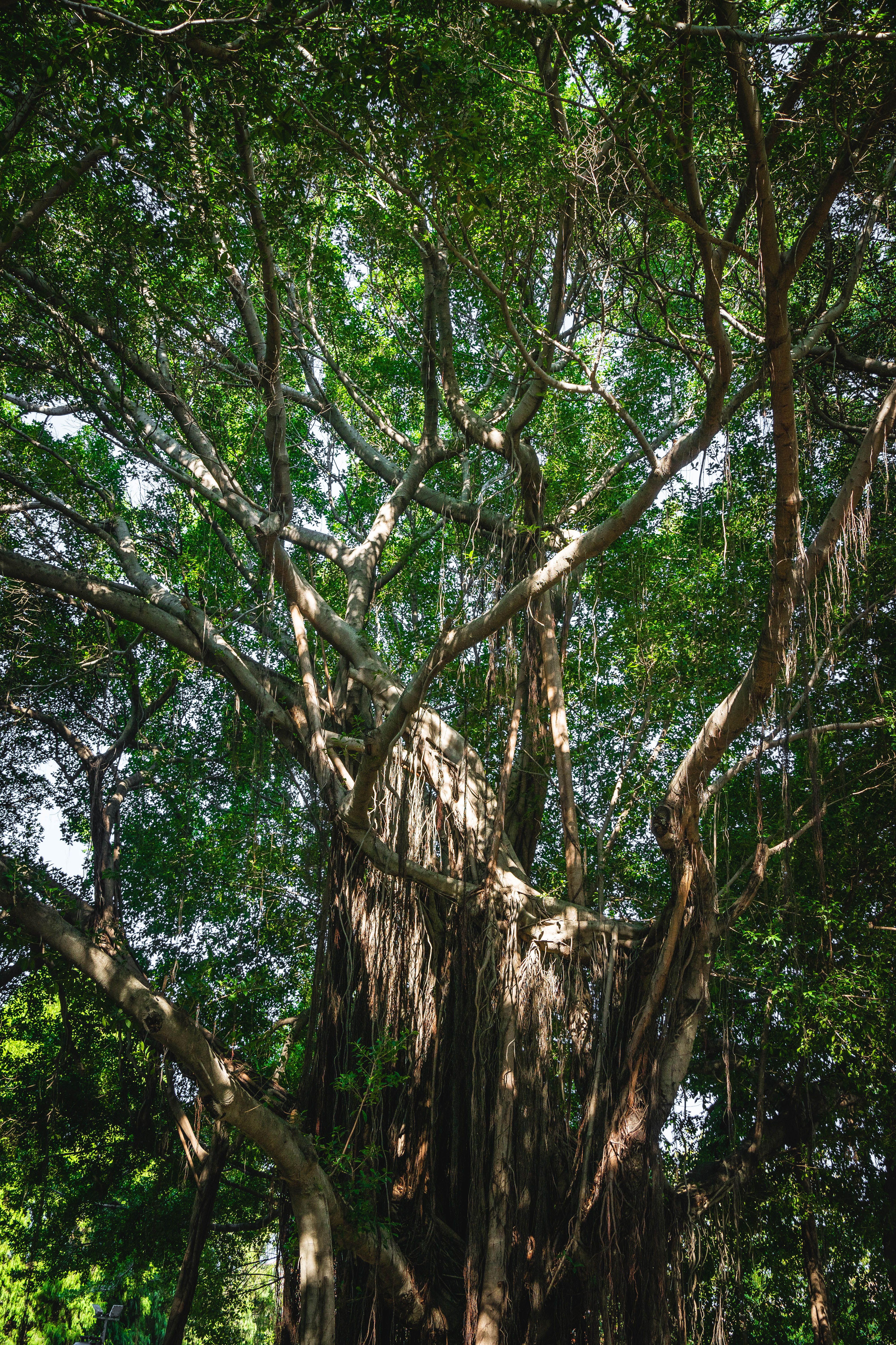 Tangled Branches of Tree · Free Stock Photo