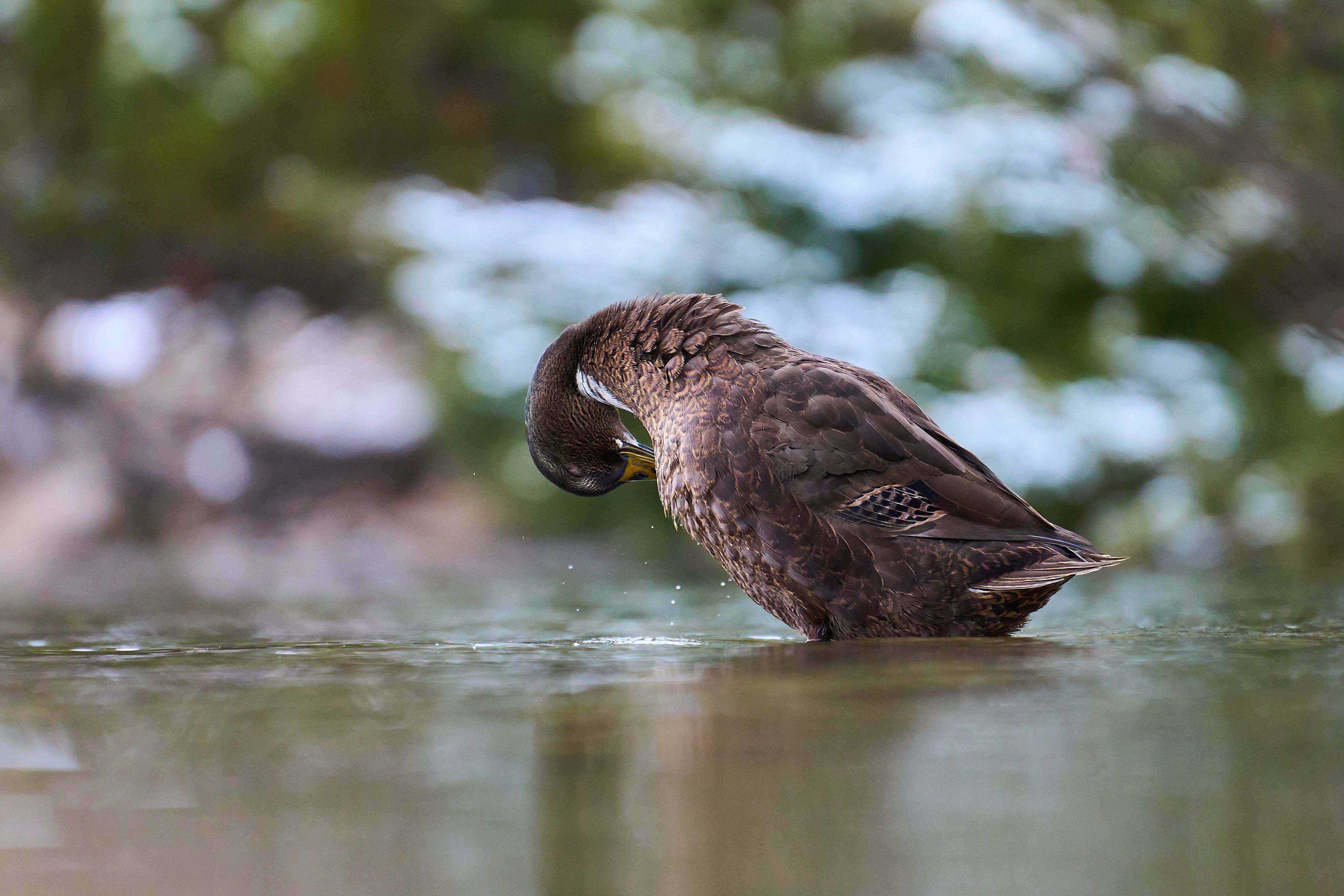 Cleaning Nature Photos, Download The BEST Free Cleaning Nature Stock ...