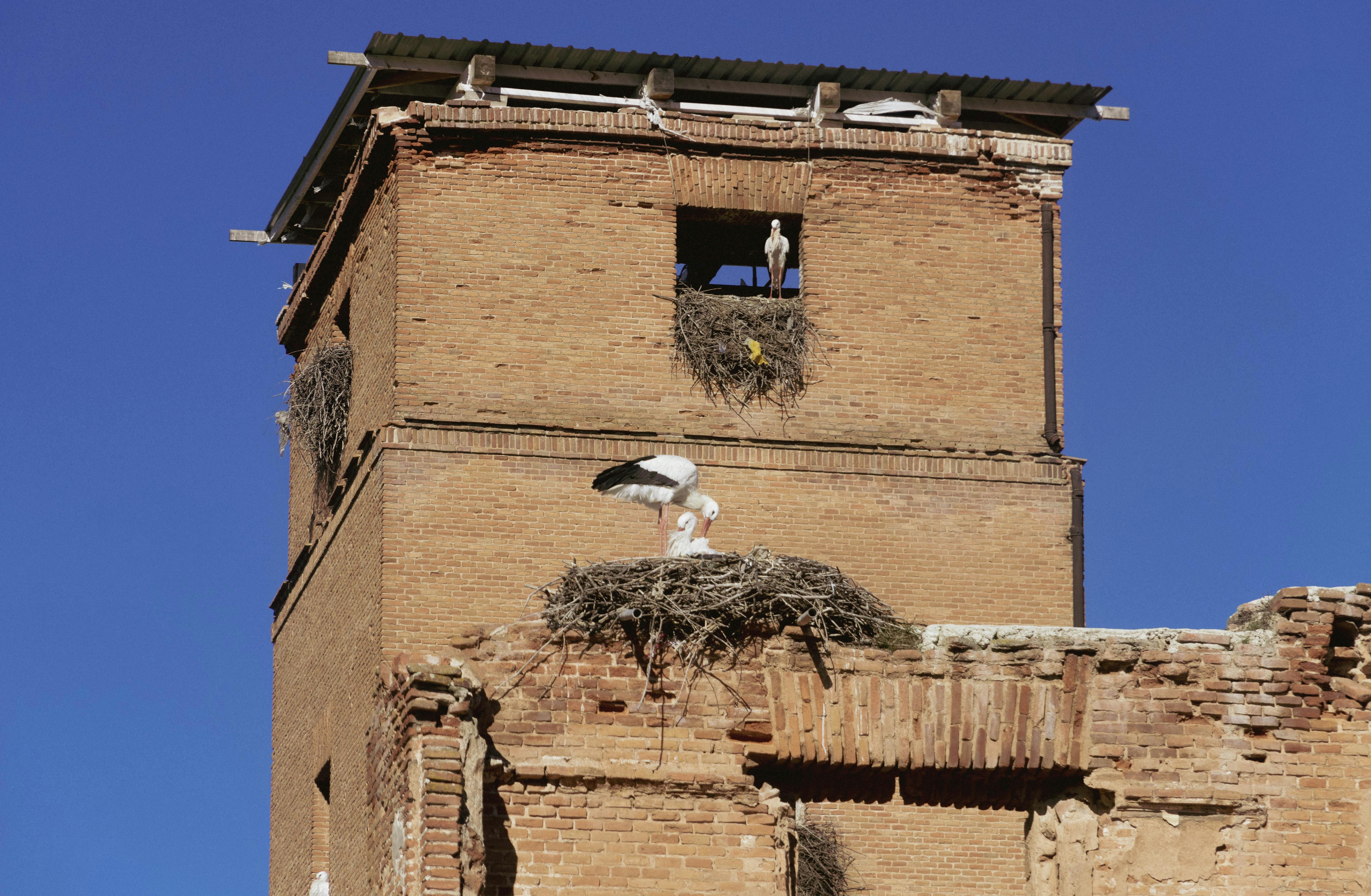 Stork Nests in Old Ruins · Free Stock Photo