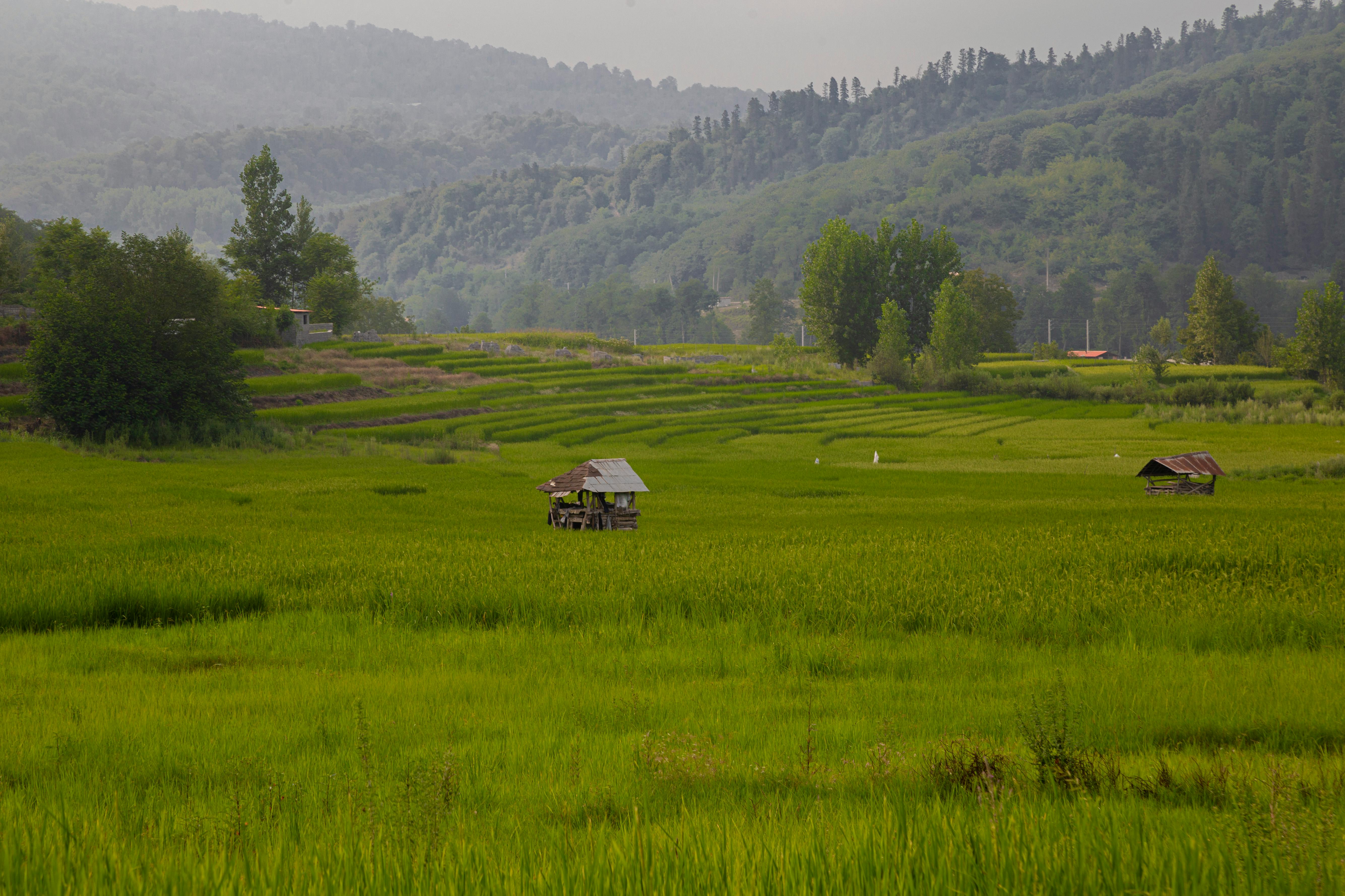 Rice Fields Near the Mountains · Free Stock Photo