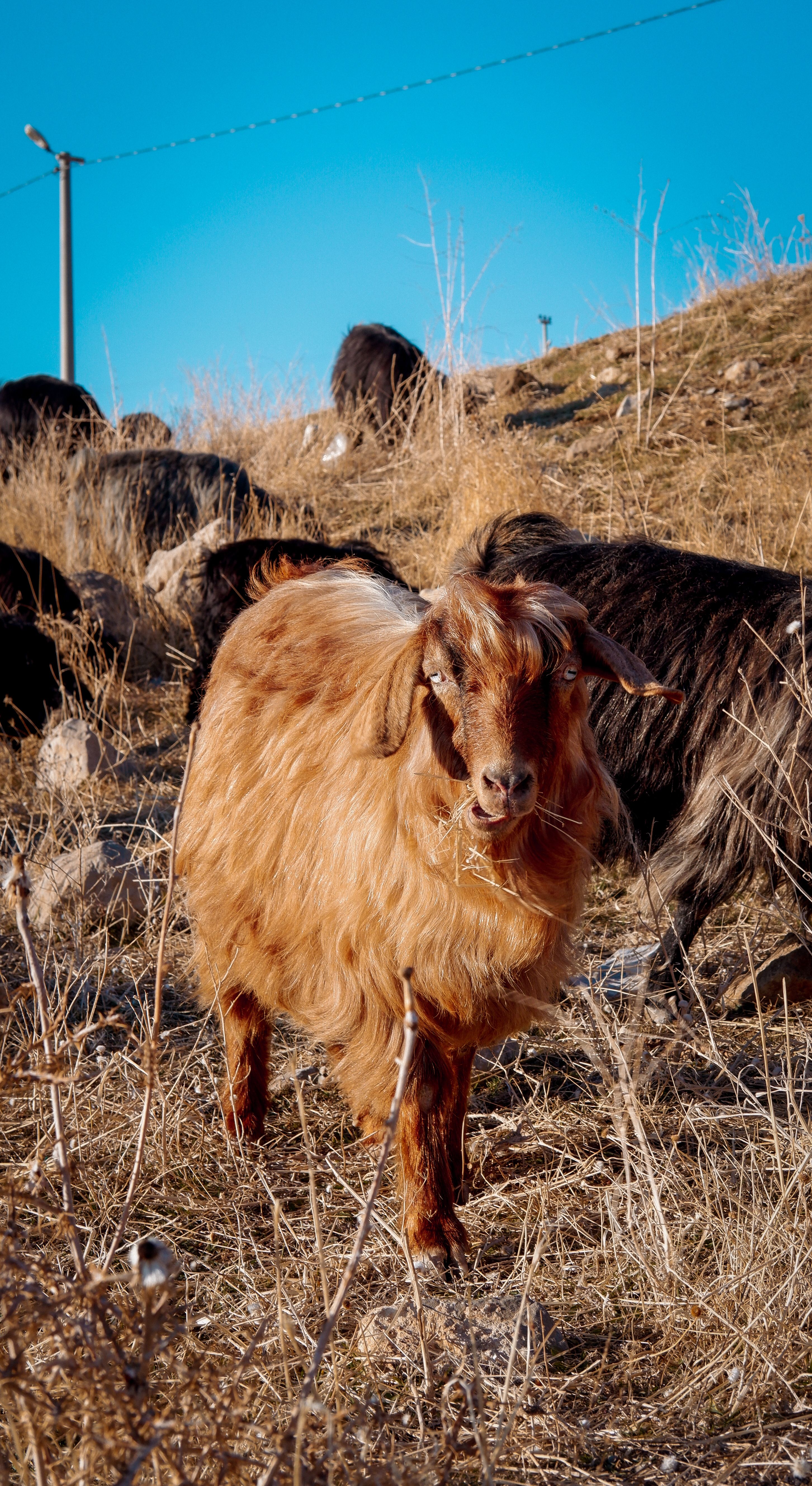 Ga Goat Photos, Download The BEST Free Ga Goat Stock Photos & HD Images