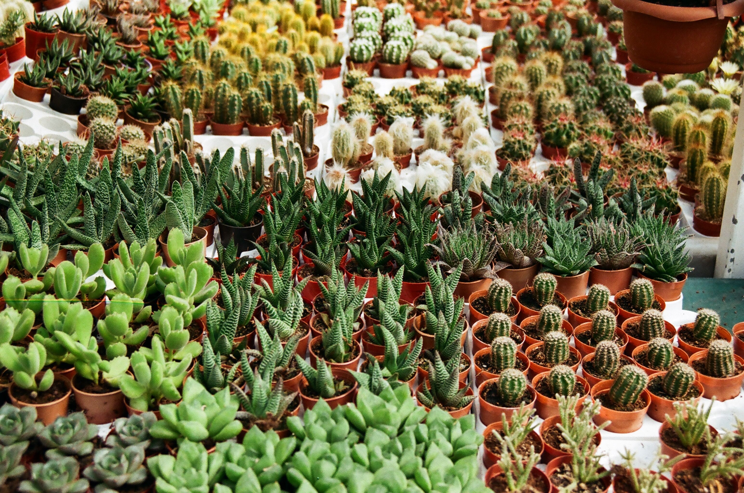 Cacti in Desert · Free Stock Photo