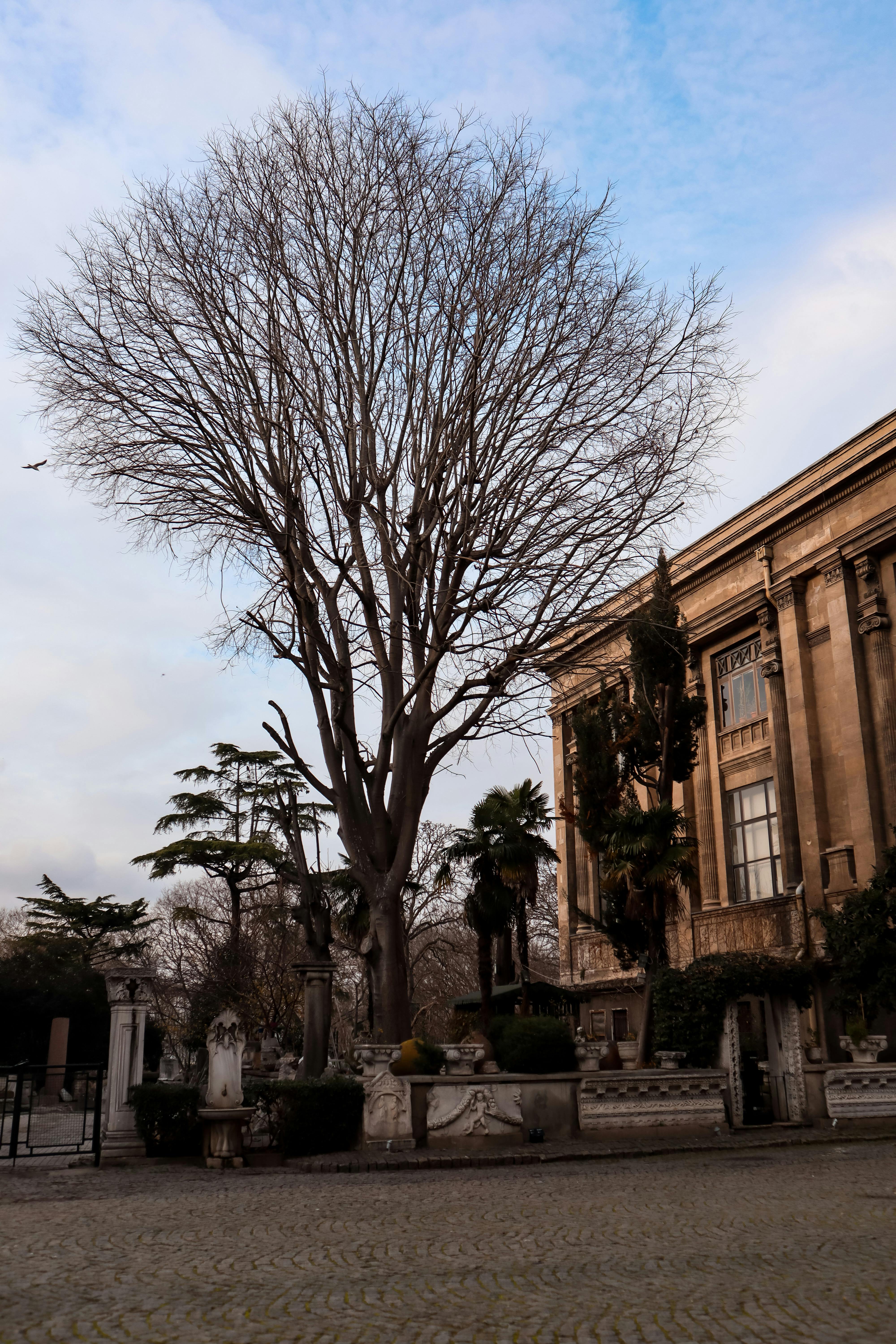 Tree on a Town Square · Free Stock Photo