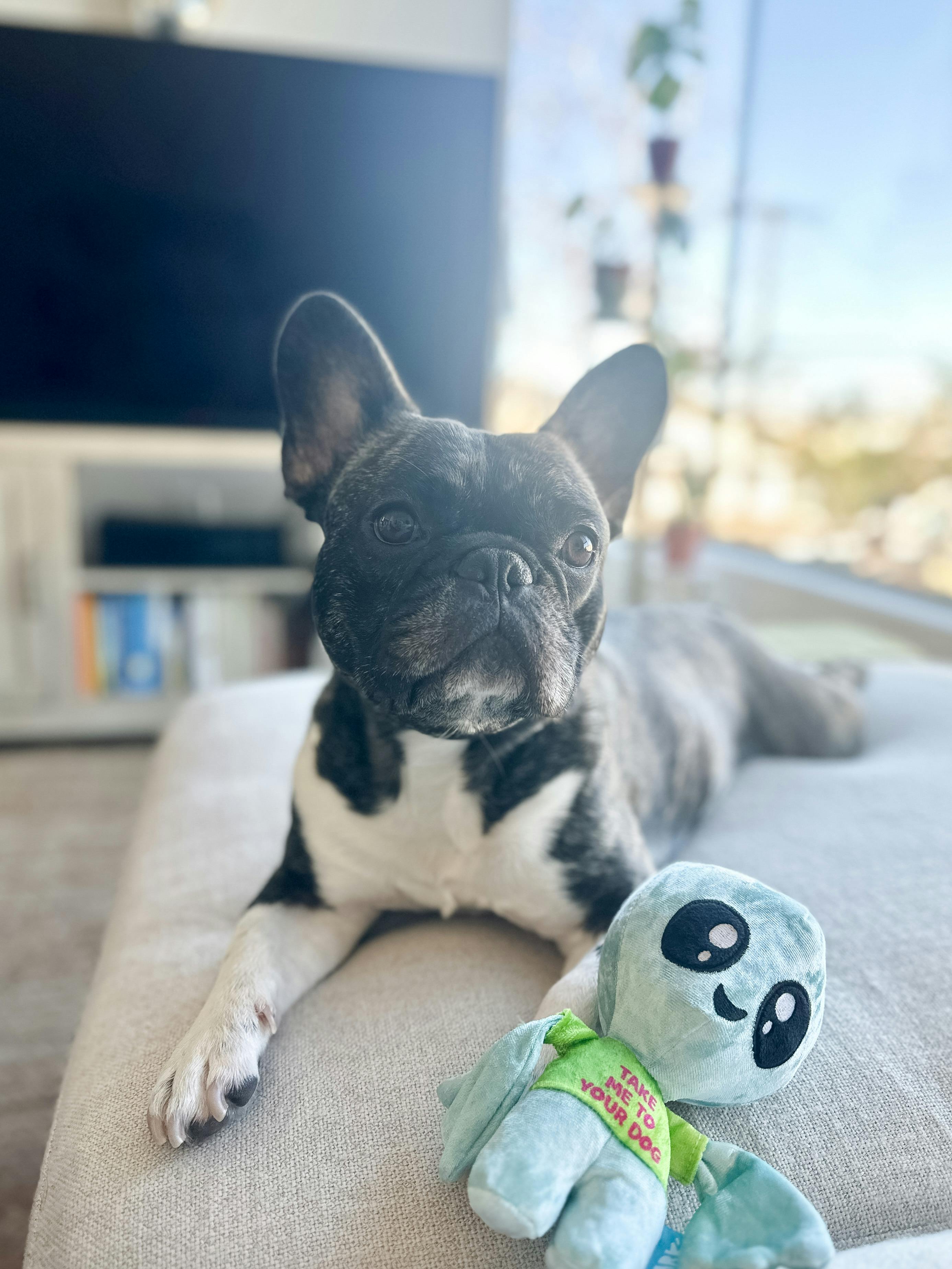 Frenchie Photos, Download The BEST Free Frenchie Stock Photos & HD Images