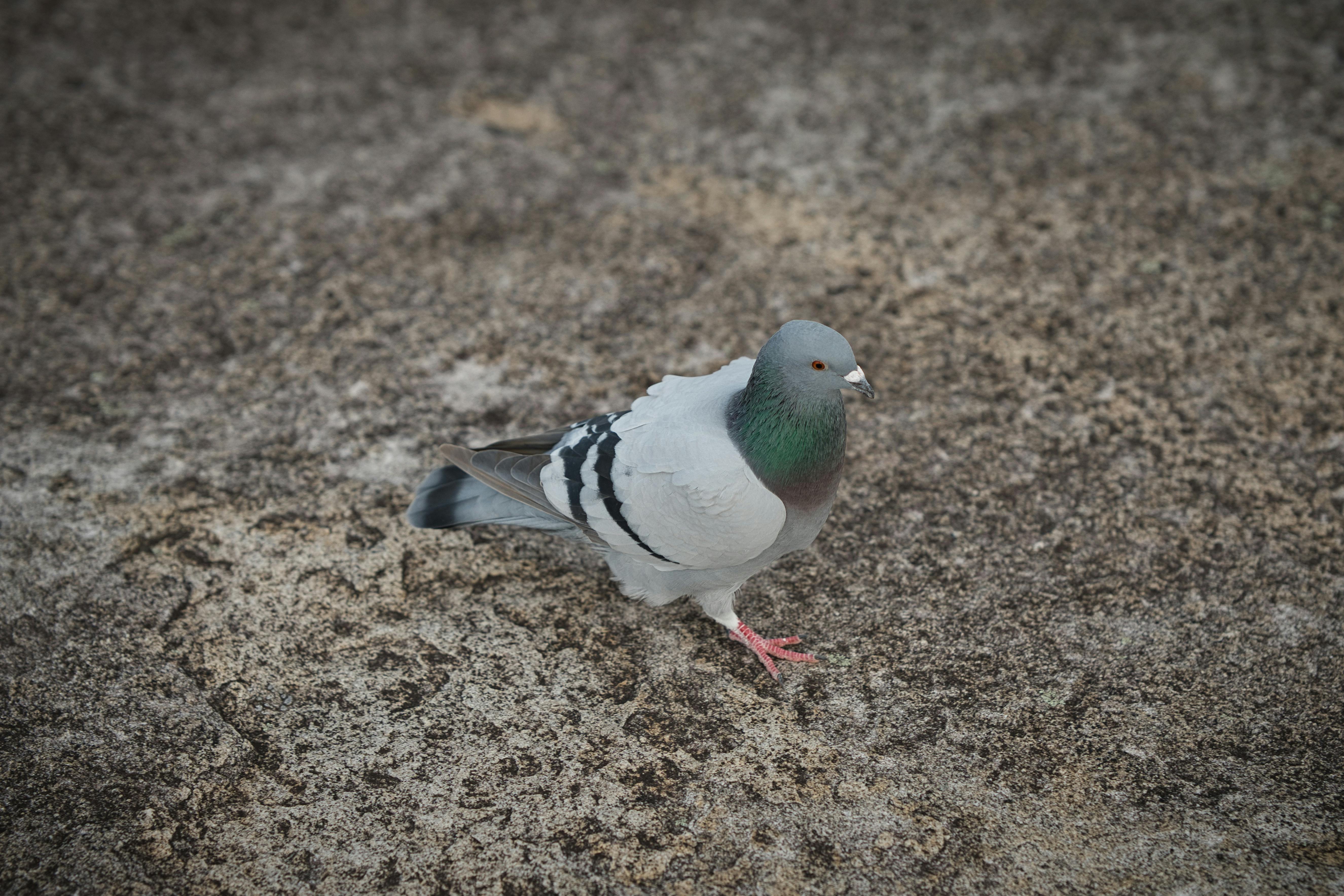 White Pigeon Flying · Free Stock Photo