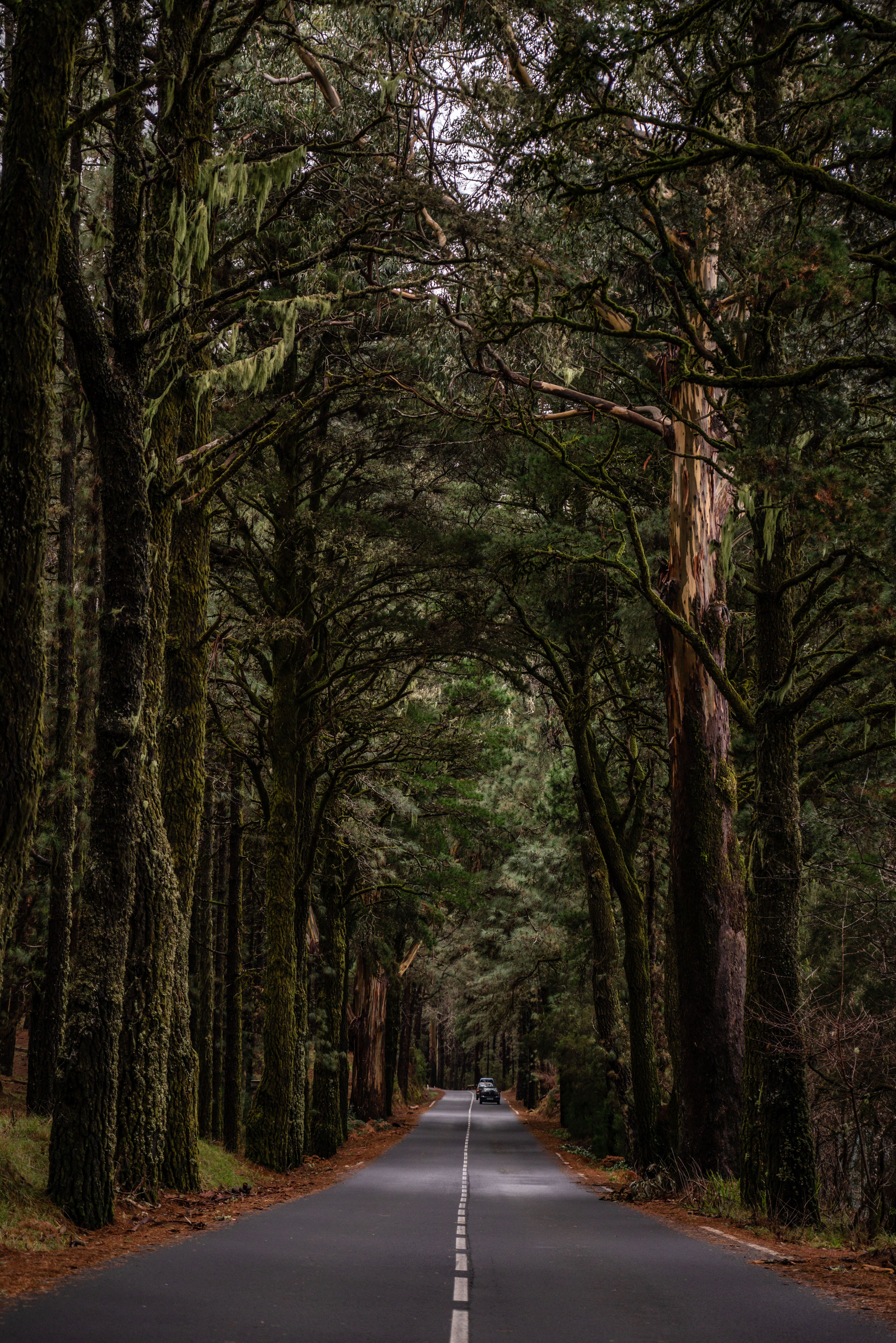 Straight Road in Pine Forest · Free Stock Photo