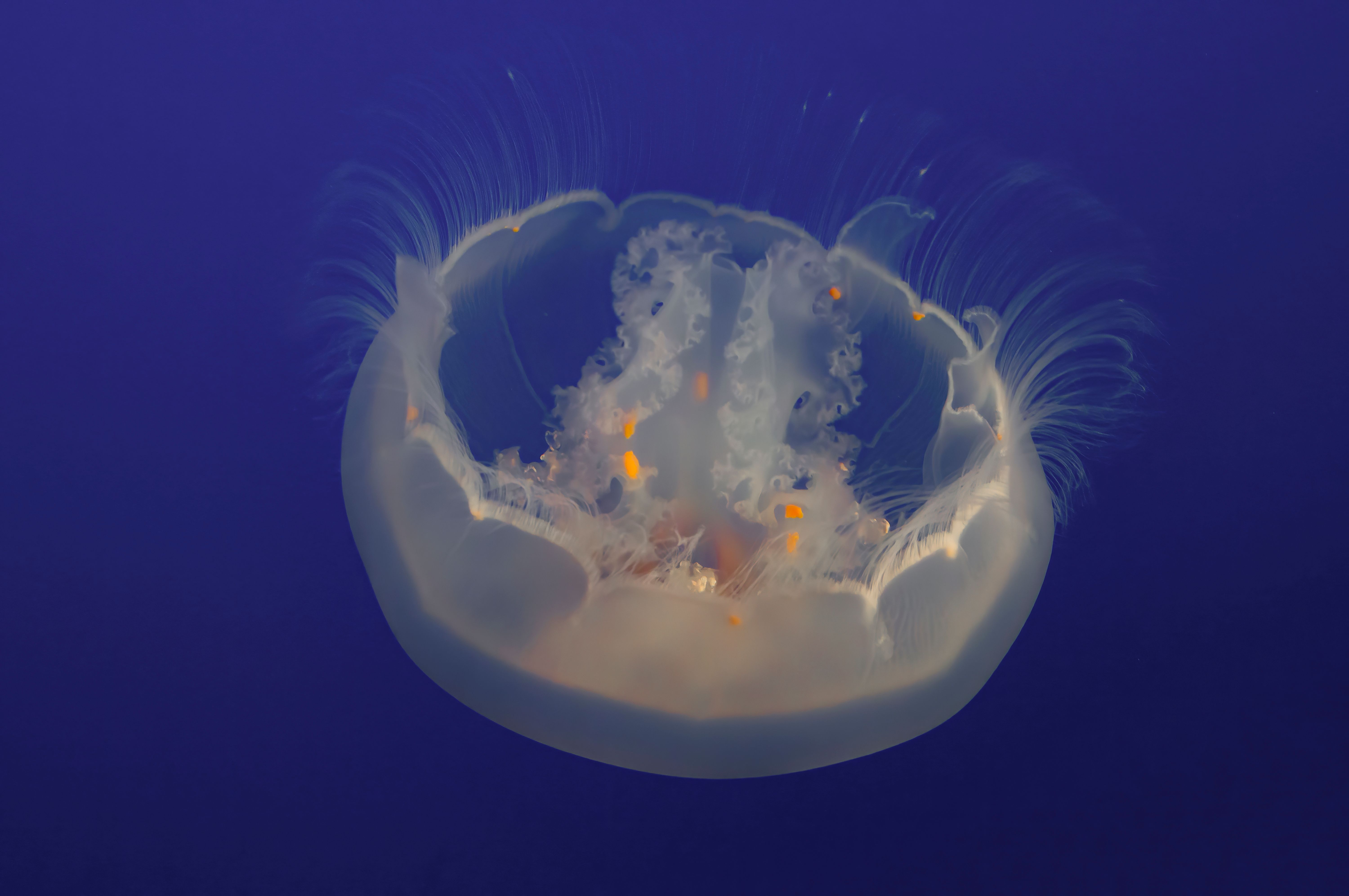 Close up of a Jellyfish · Free Stock Photo
